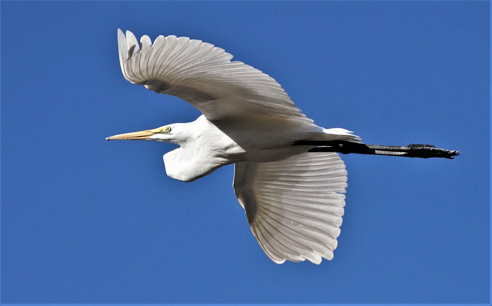 Wild Bird Photos, Download The BEST Free Wild Bird Stock Photos & HD Images