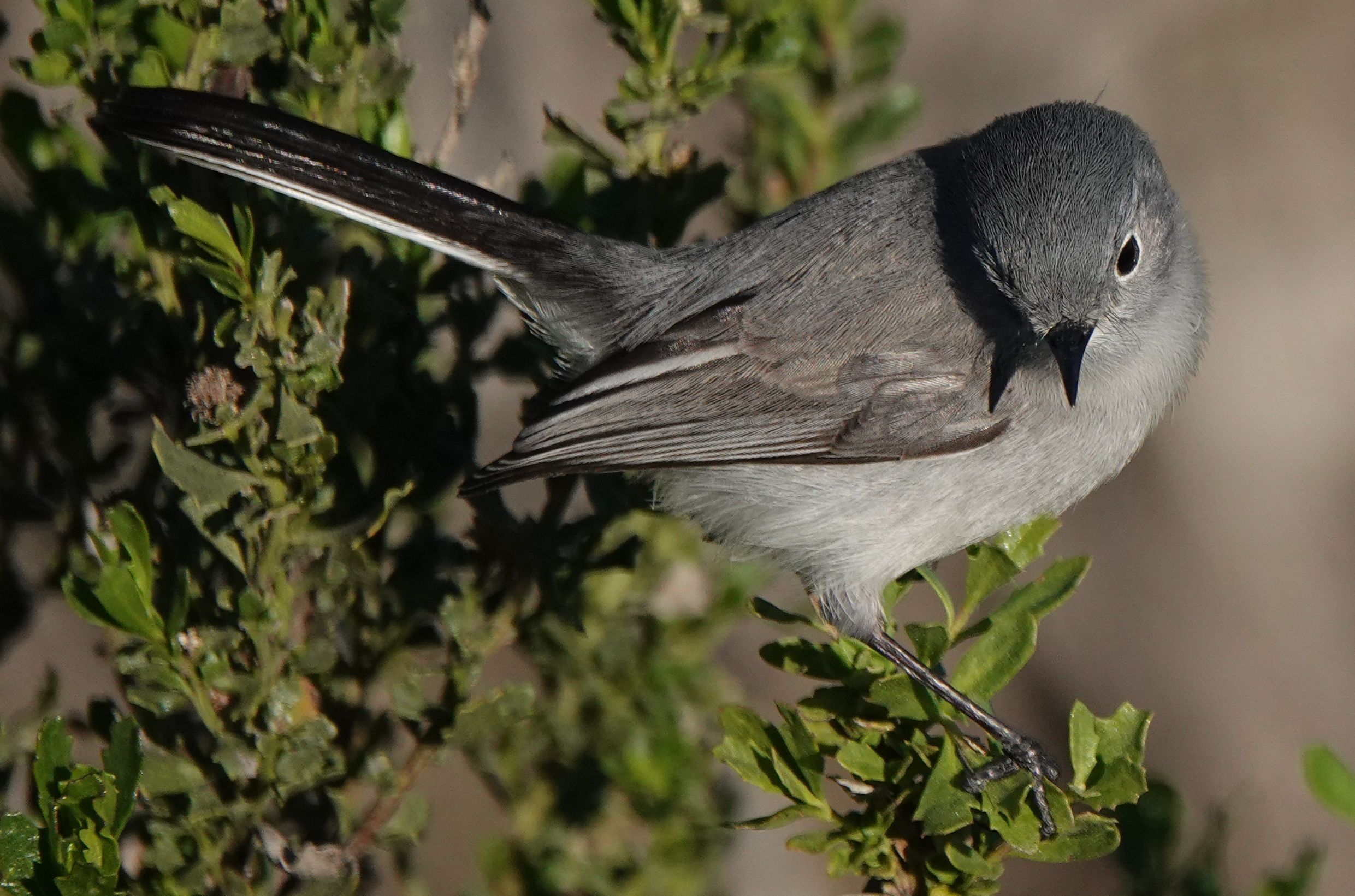 Elegant Songbird Perched on Green Foliage · Free Stock Photo