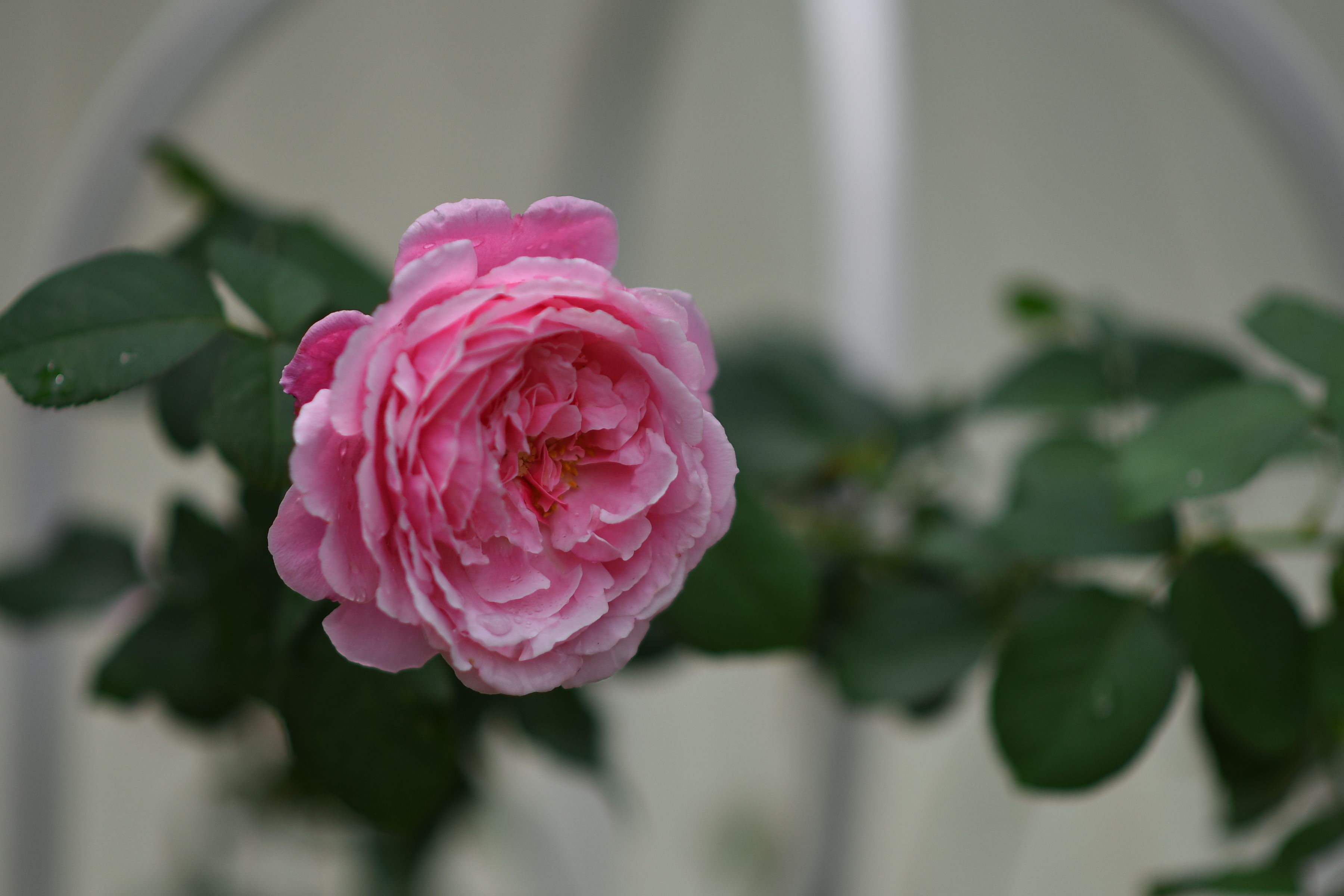 Close-up of a Vibrant Pink Rose in Bloom · Free Stock Photo