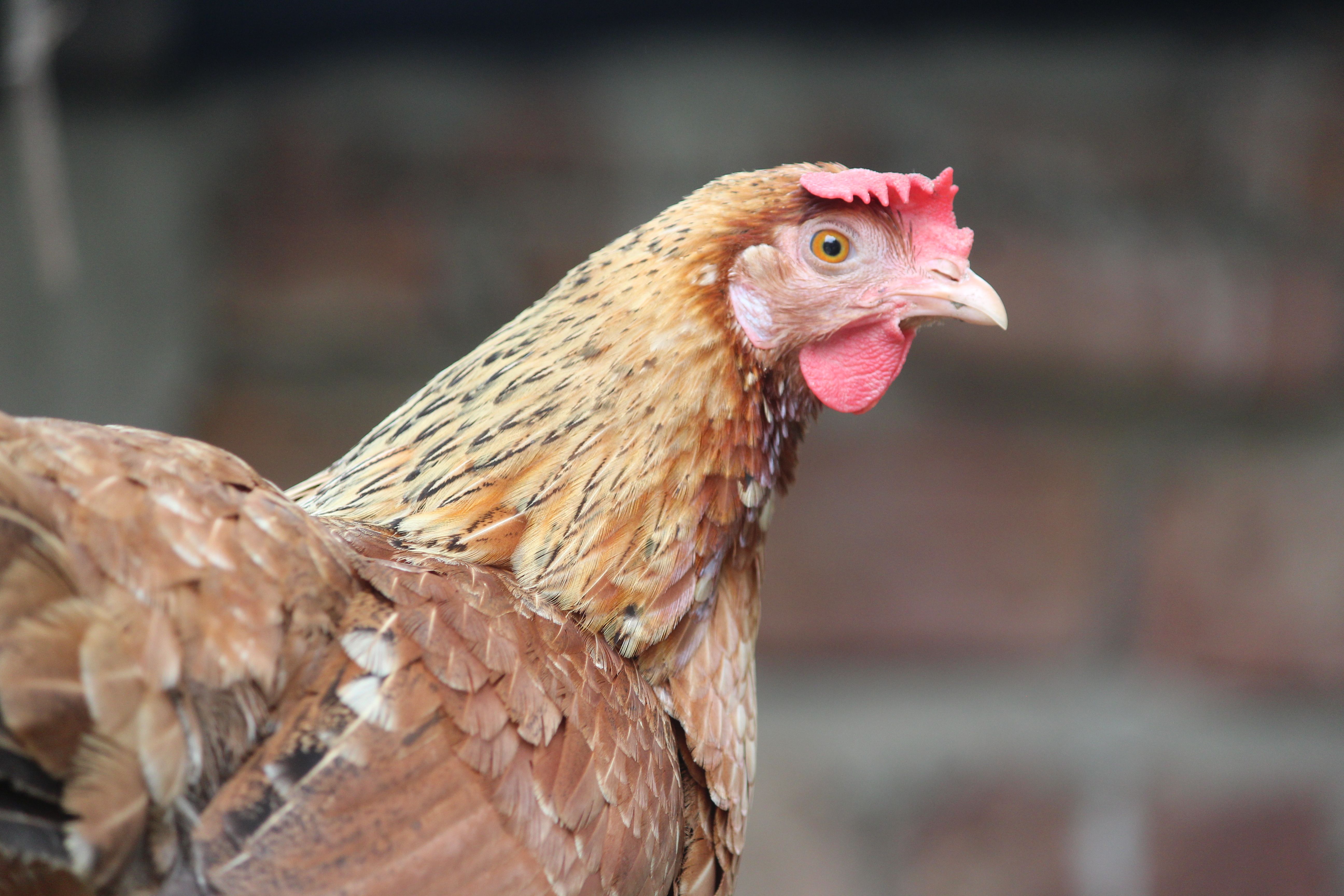 Animal Farm Photos, Download The BEST Free Animal Farm Stock Photos ...
