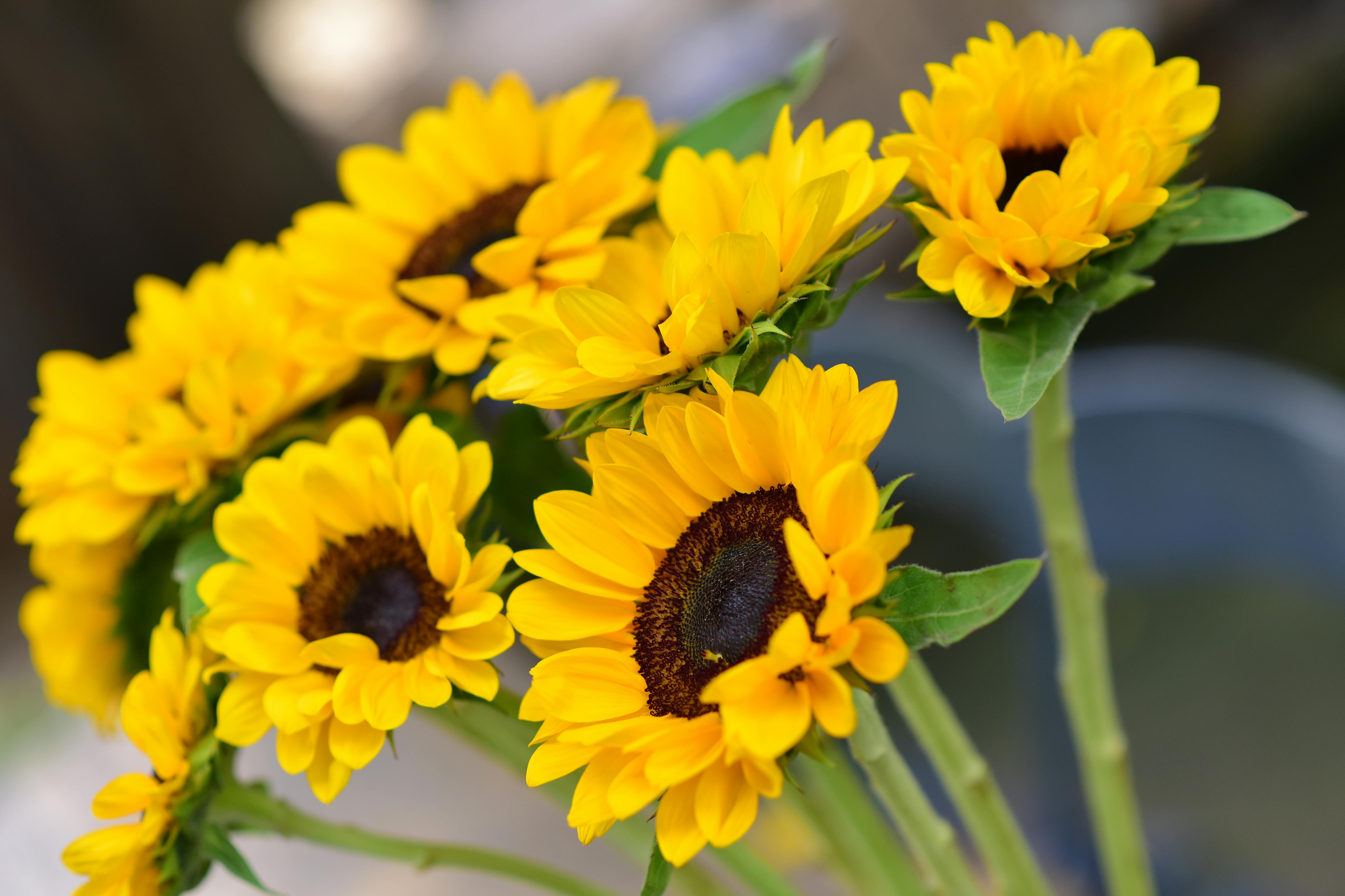 Corbis+Images Photos, Download The BEST Free Corbis+Images Stock Photos ...