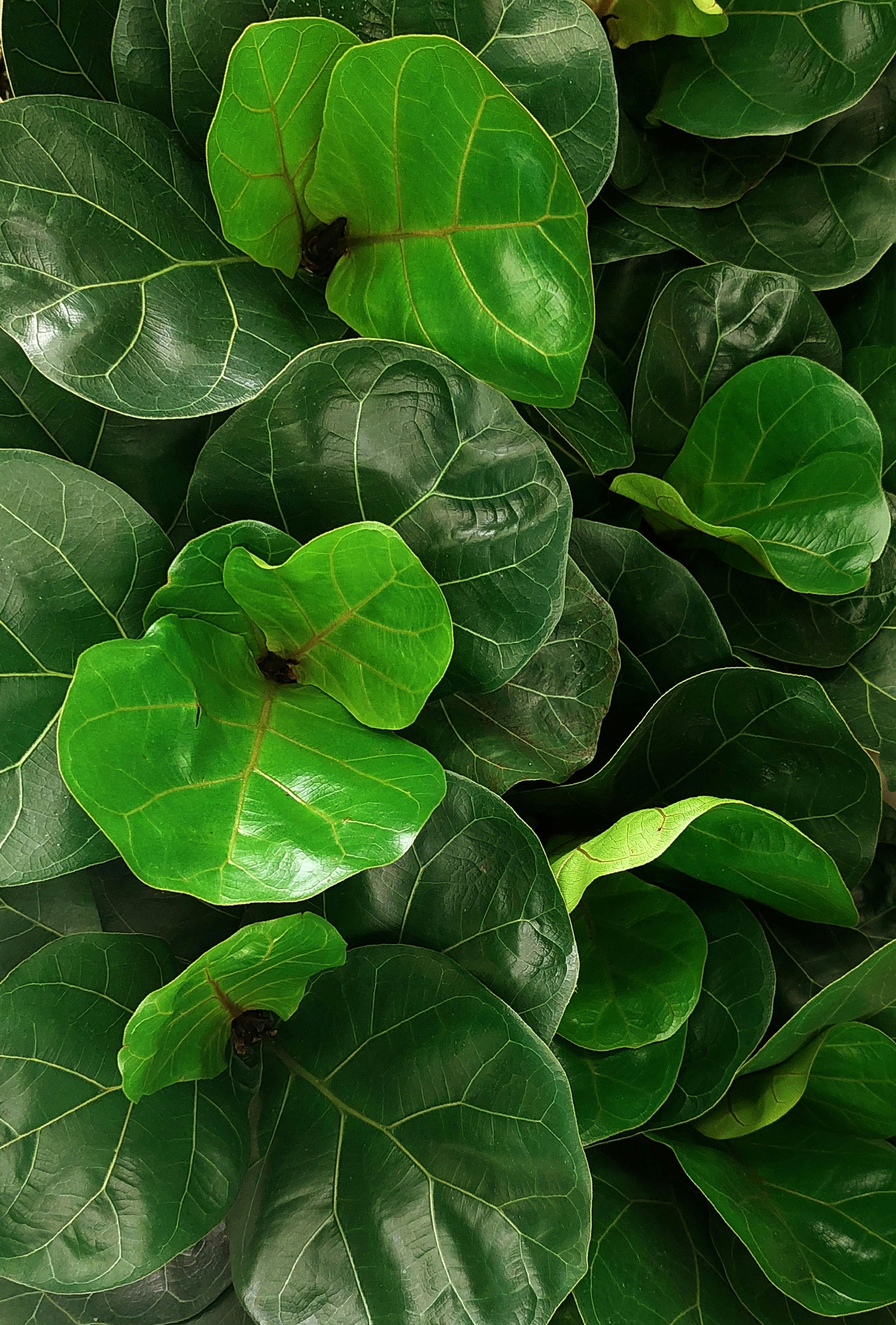 Leaf Texture Photos, Download The BEST Free Leaf Texture Stock Photos ...