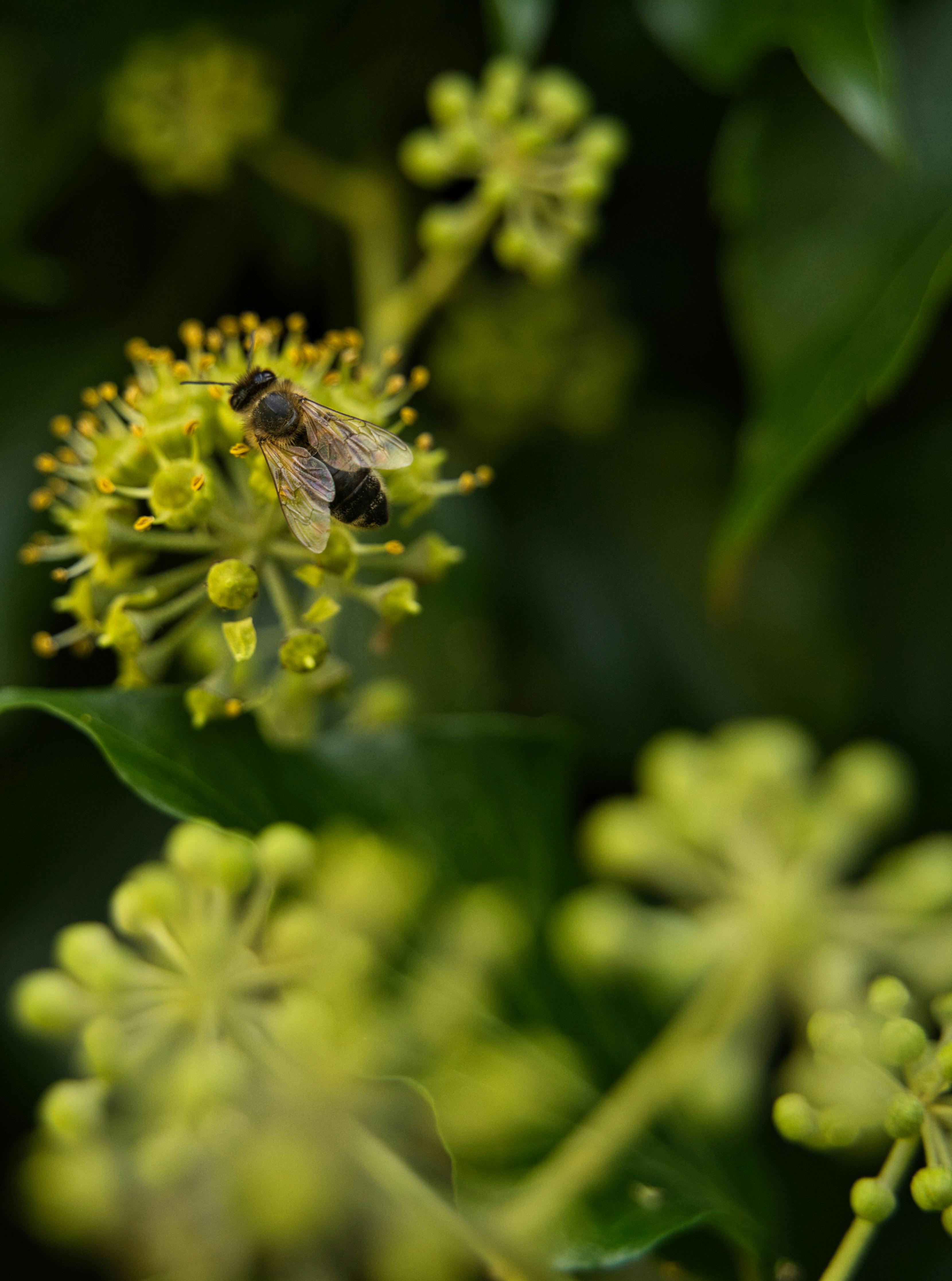 653.377+ Fotos y Imágenes de Fauna y flora Gratis · Banco de Fotos Gratis