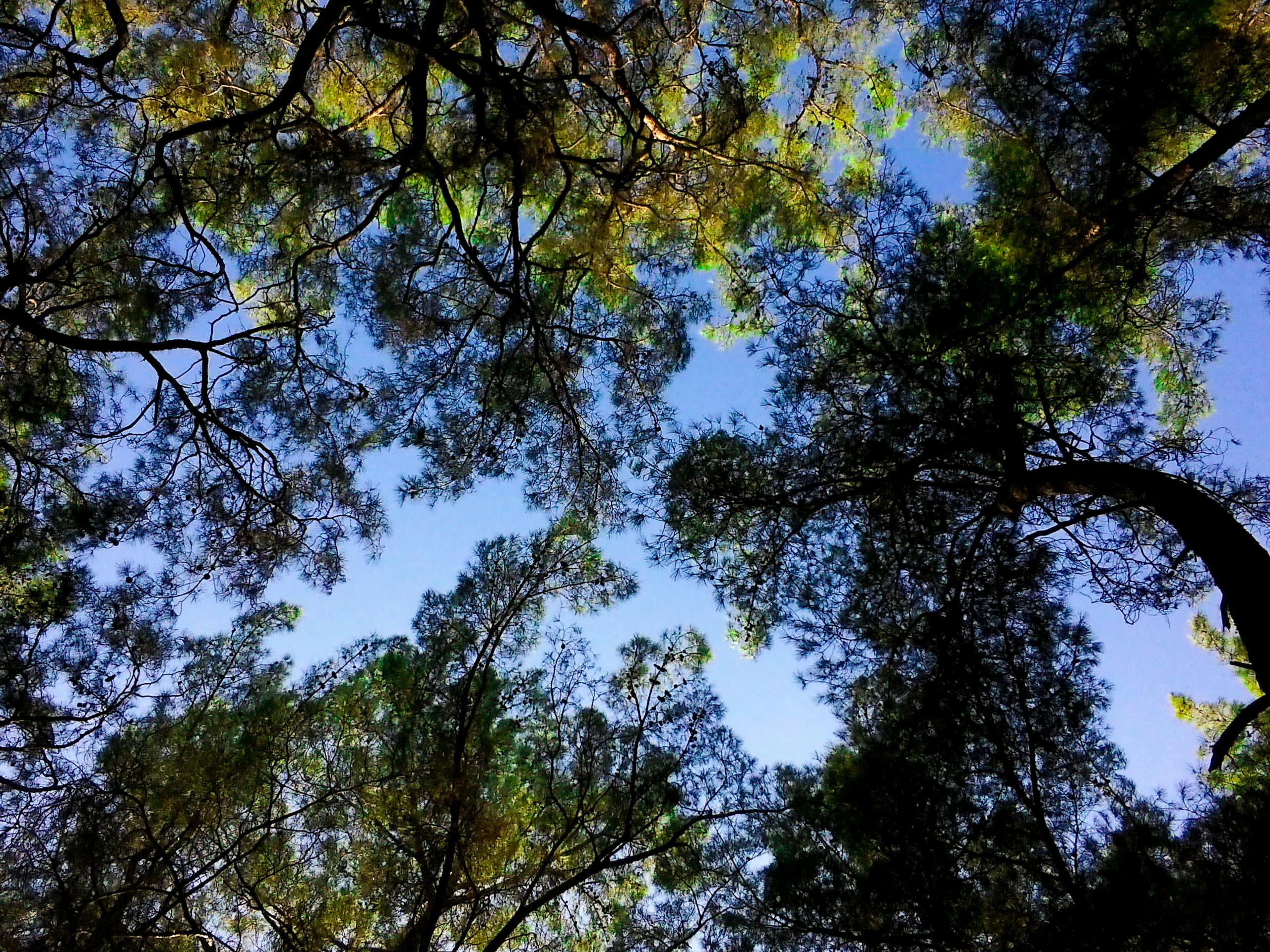 Twigs Photos, Download The BEST Free Twigs Stock Photos & HD Images