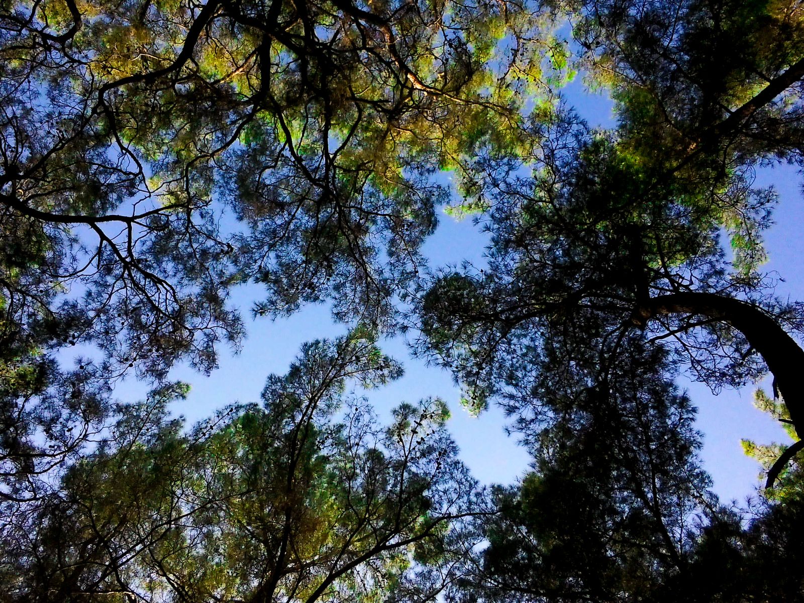 Forest, Landscape Photos, Download The BEST Free Forest, Landscape ...