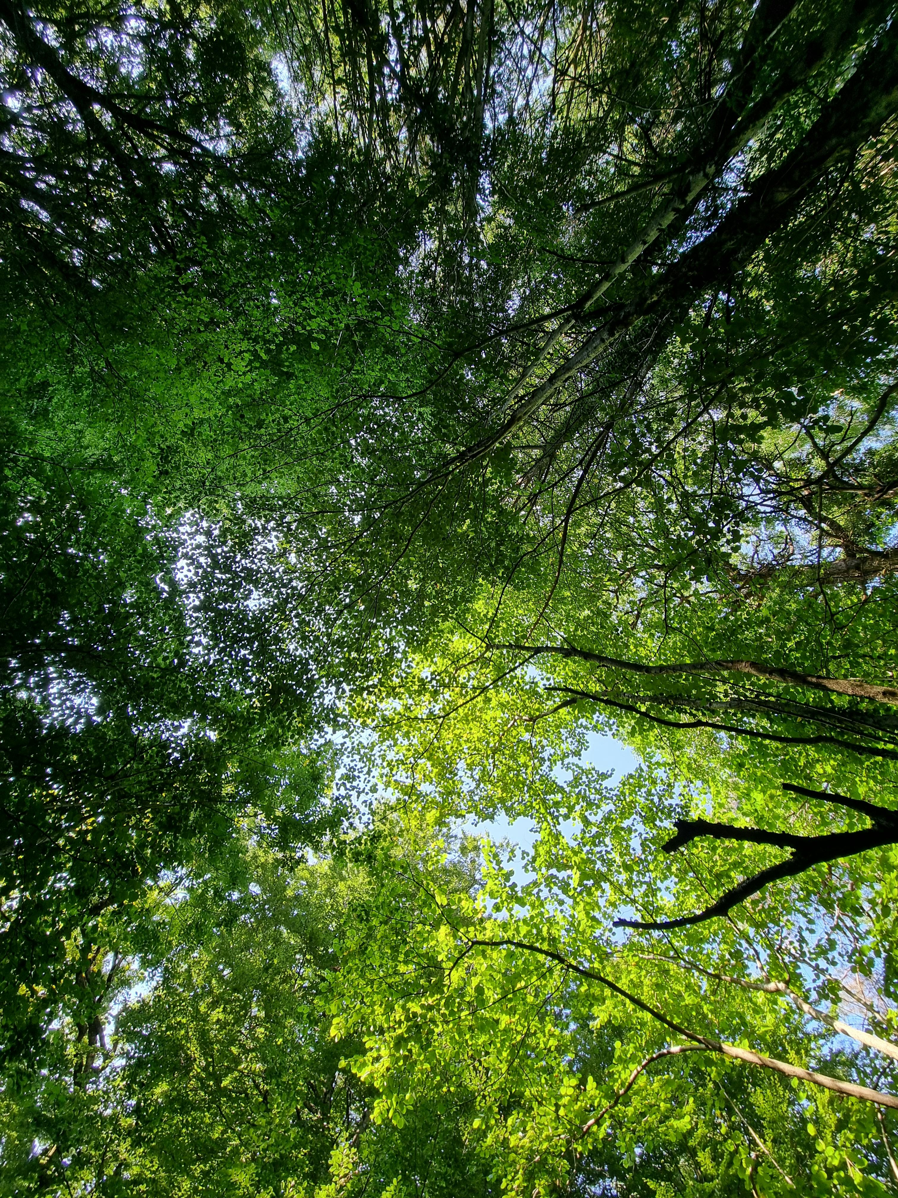 Twigs Photos, Download The BEST Free Twigs Stock Photos & HD Images