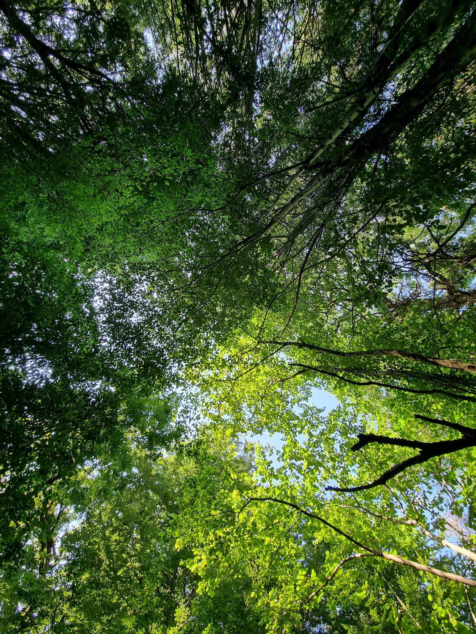 Forest, Landscape Photos, Download The BEST Free Forest, Landscape ...