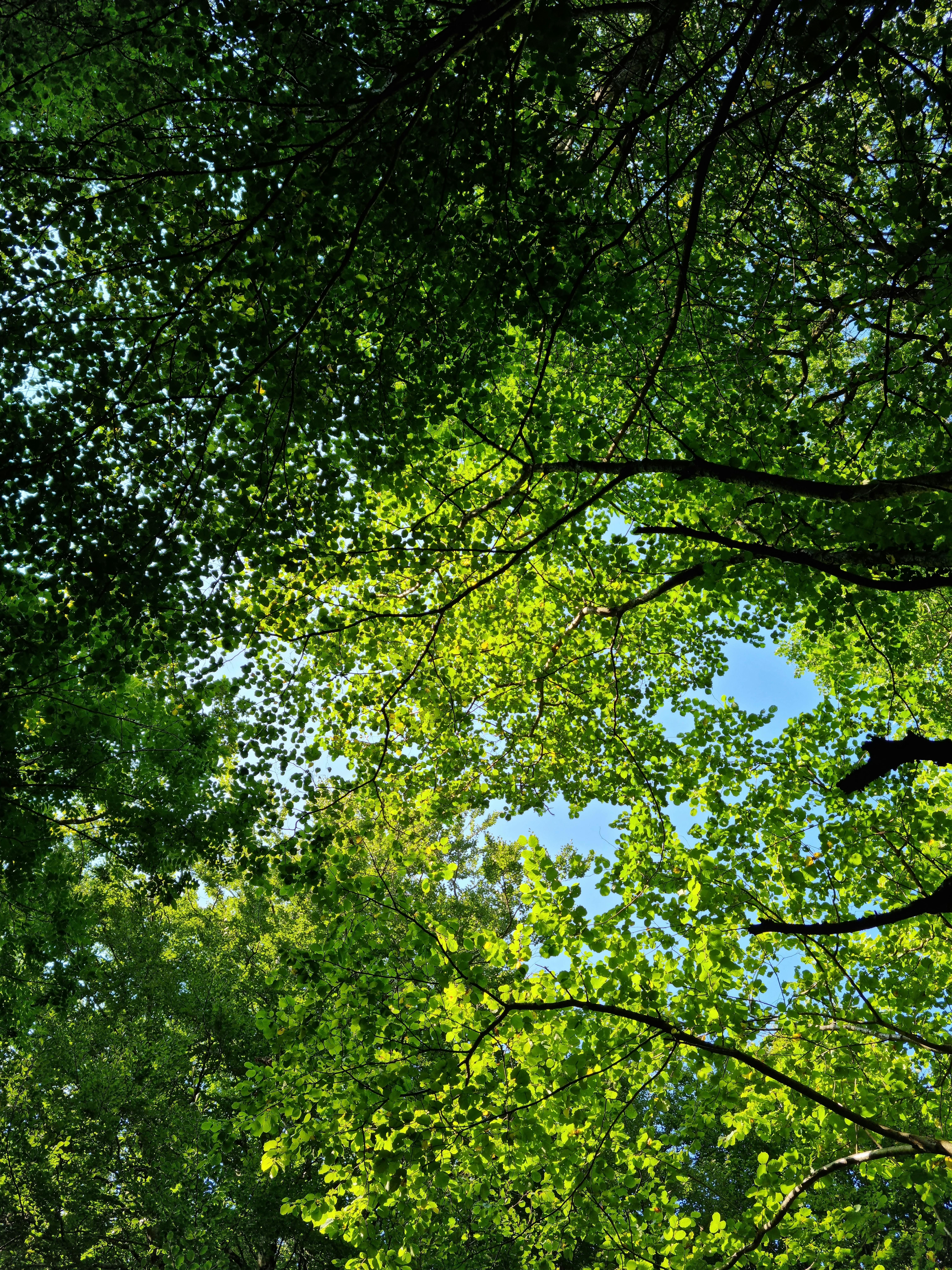 Beautiful Trees Photos, Download The BEST Free Beautiful Trees Stock ...