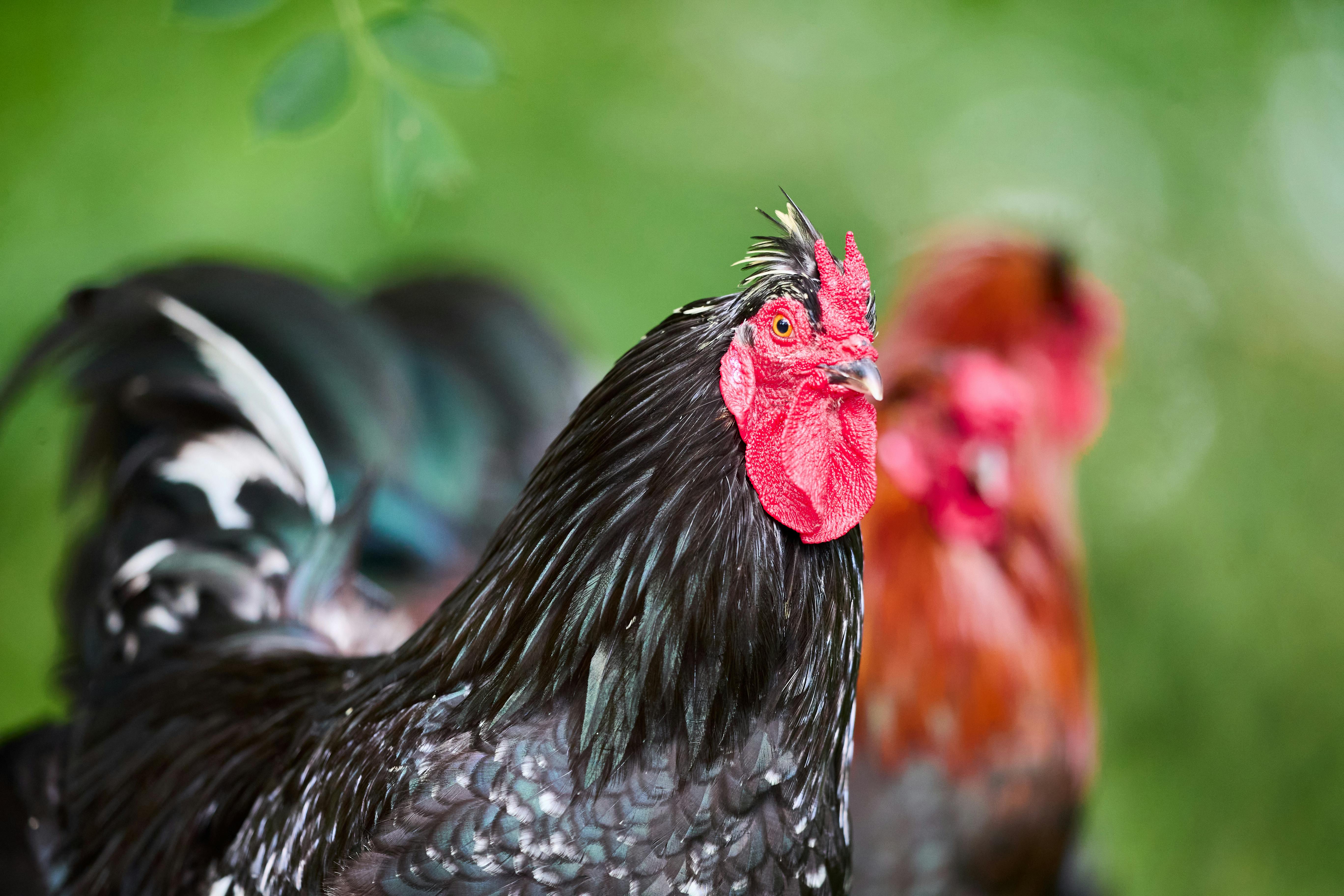 Chicken Hens Photos, Download The BEST Free Chicken Hens Stock Photos ...