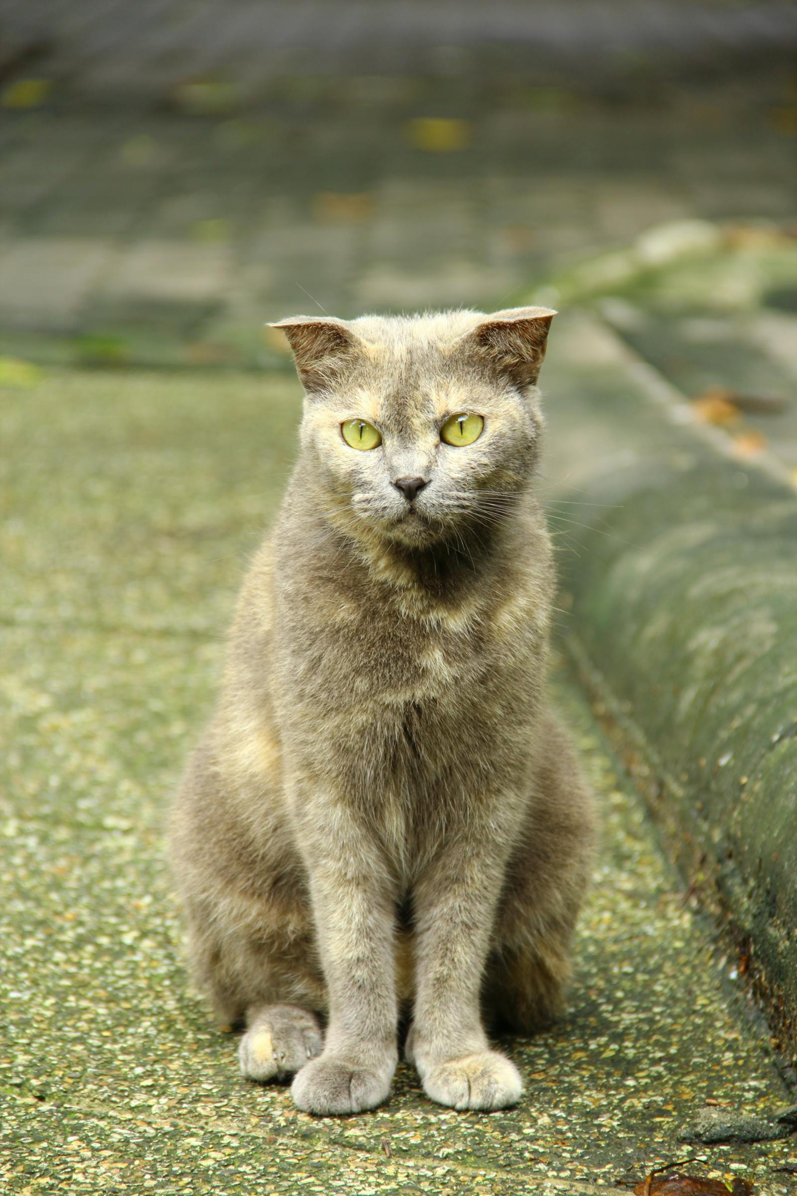 Sigma Cat Photos, Download The BEST Free Sigma Cat Stock Photos & HD Images