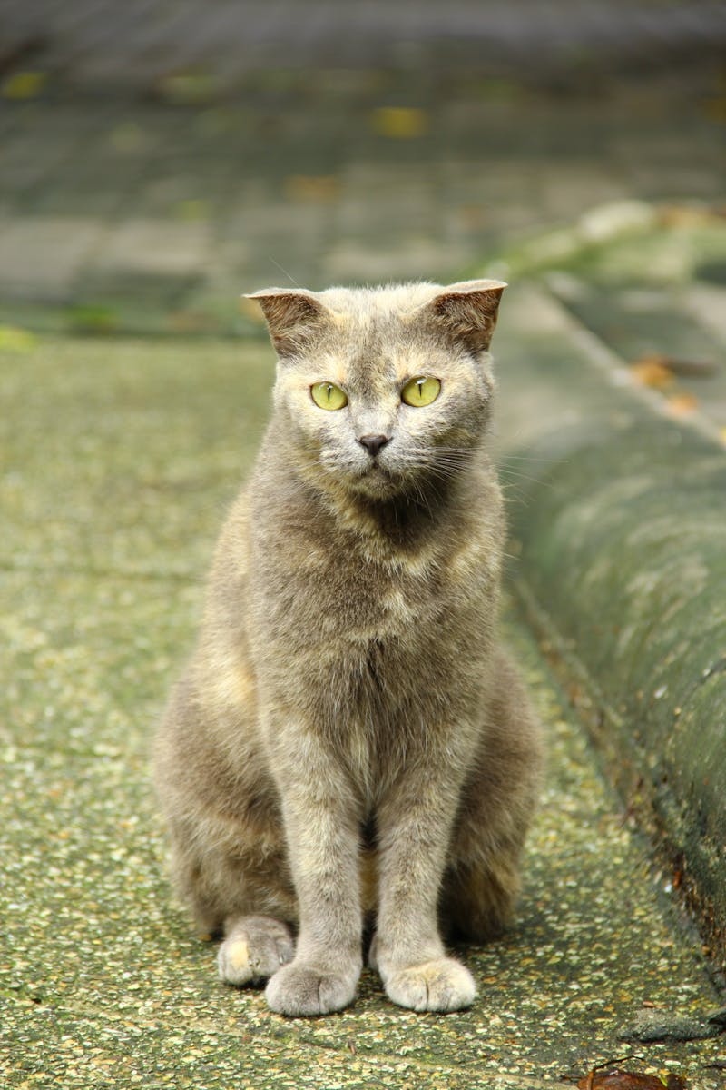 Sigma Cat Photos, Download The BEST Free Sigma Cat Stock Photos & HD Images