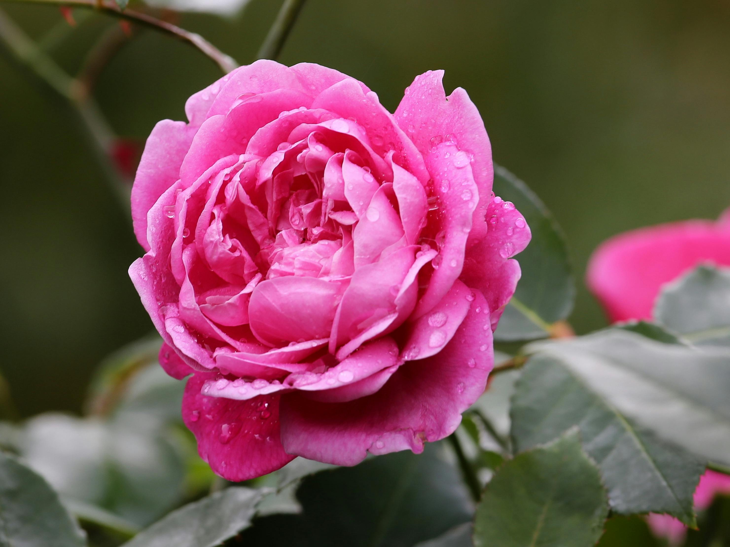 Golap Flowers Photos, Download The BEST Free Golap Flowers Stock Photos ...