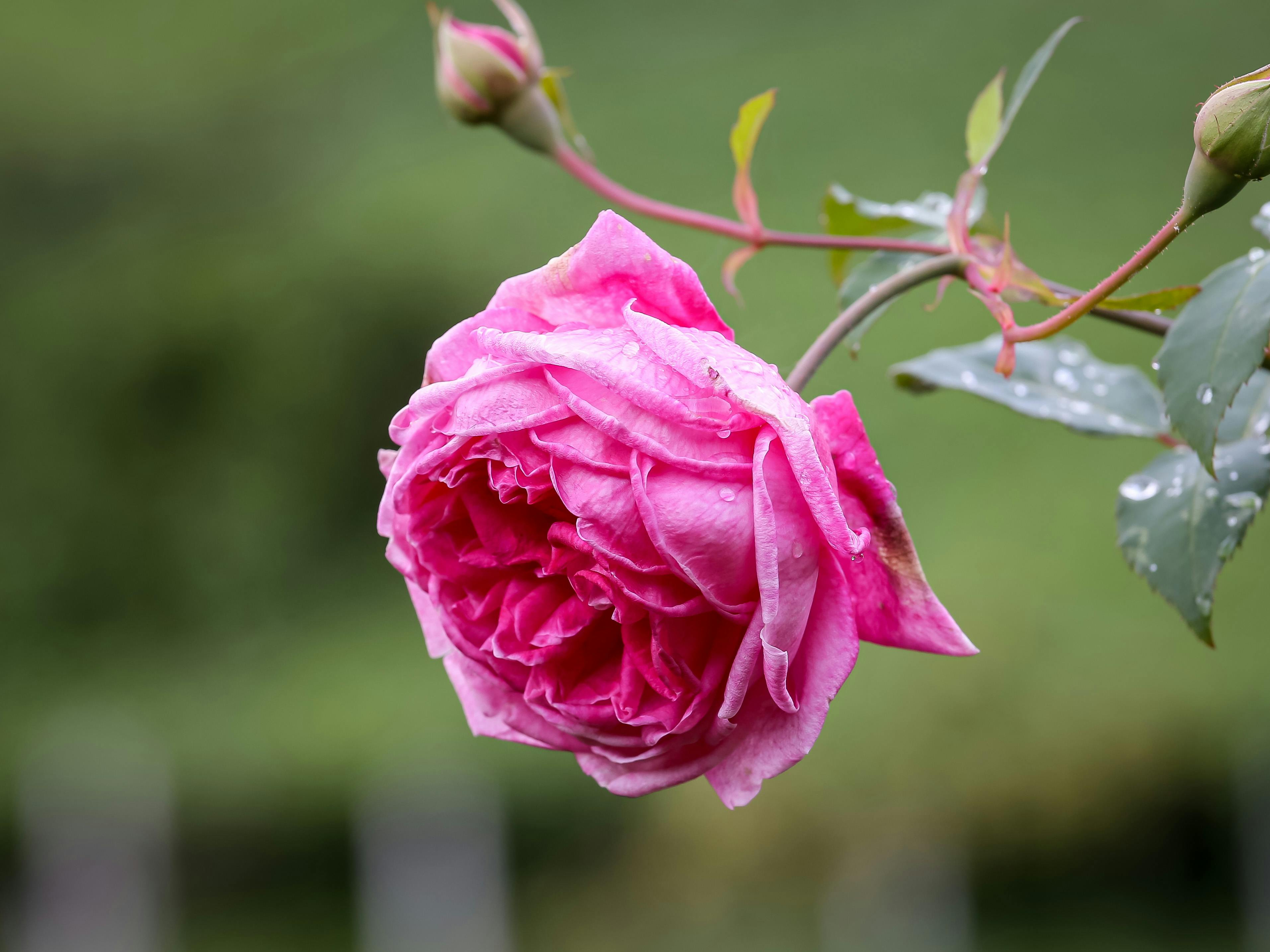 Golap Flowers Photos, Download The BEST Free Golap Flowers Stock Photos ...