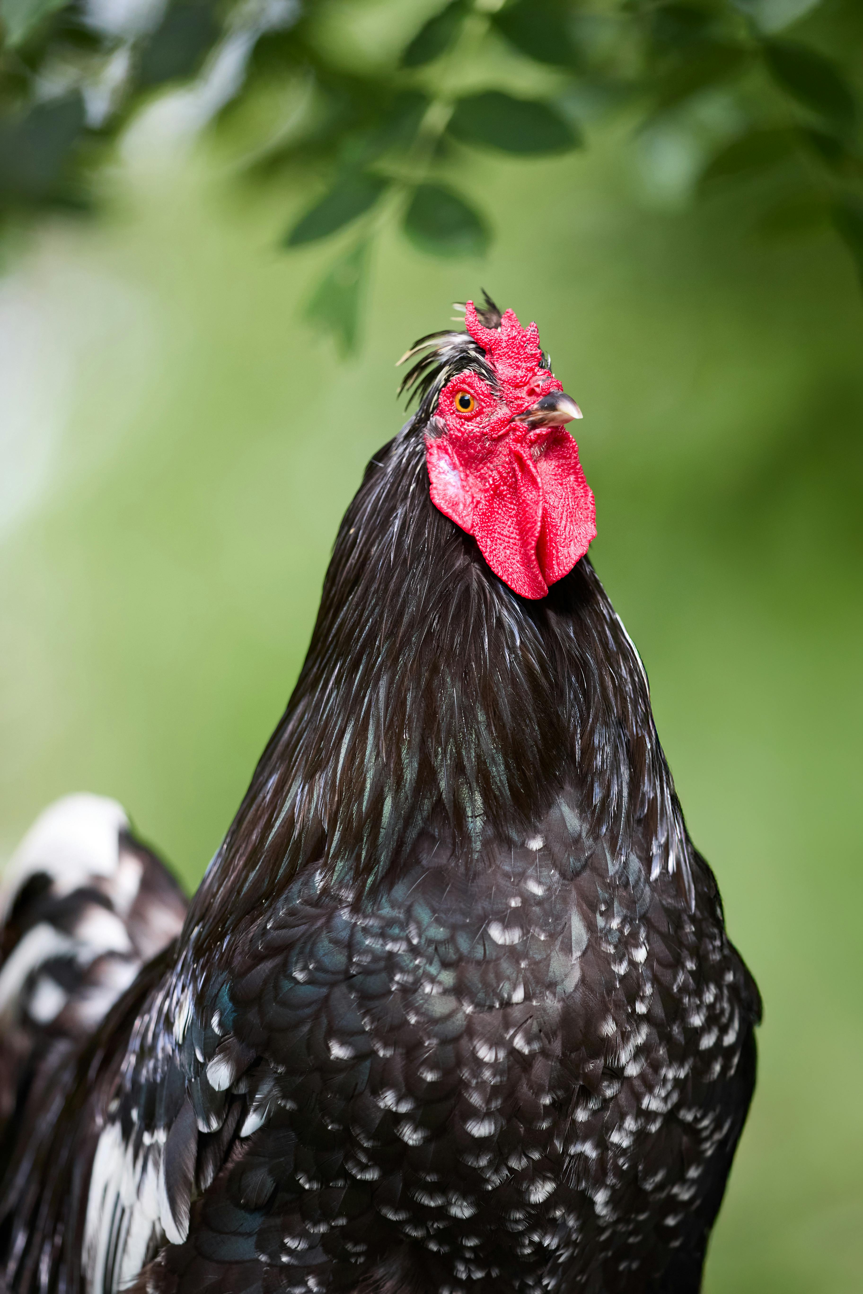 Broiler Chicken Photos, Download The BEST Free Broiler Chicken Stock ...