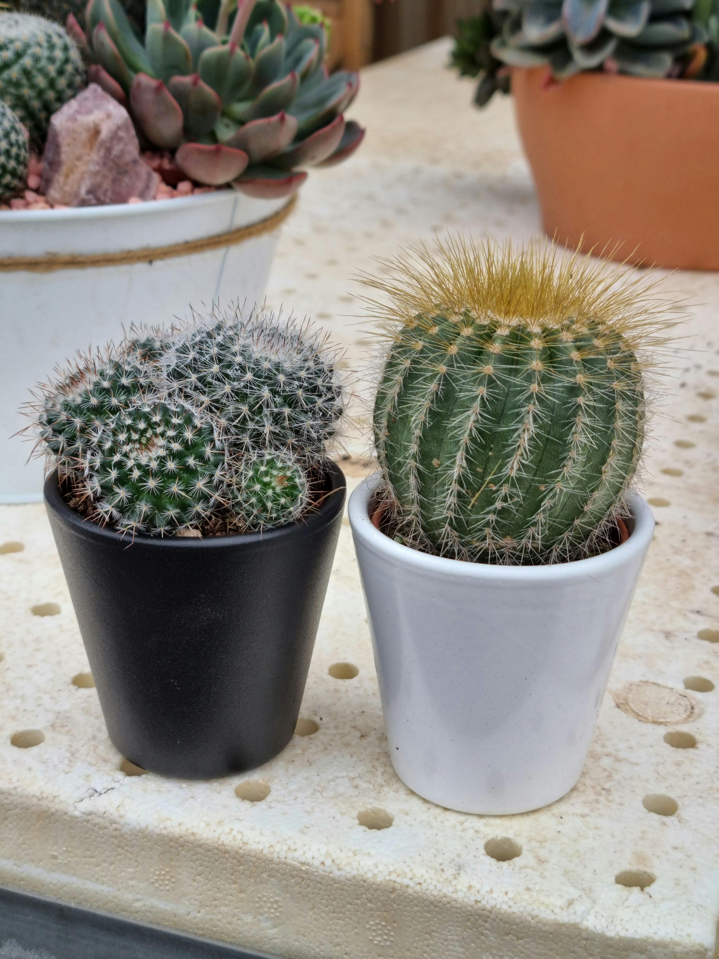 Topless+Black+Girl Photos, Download The BEST Free Topless+Black+Girl ...