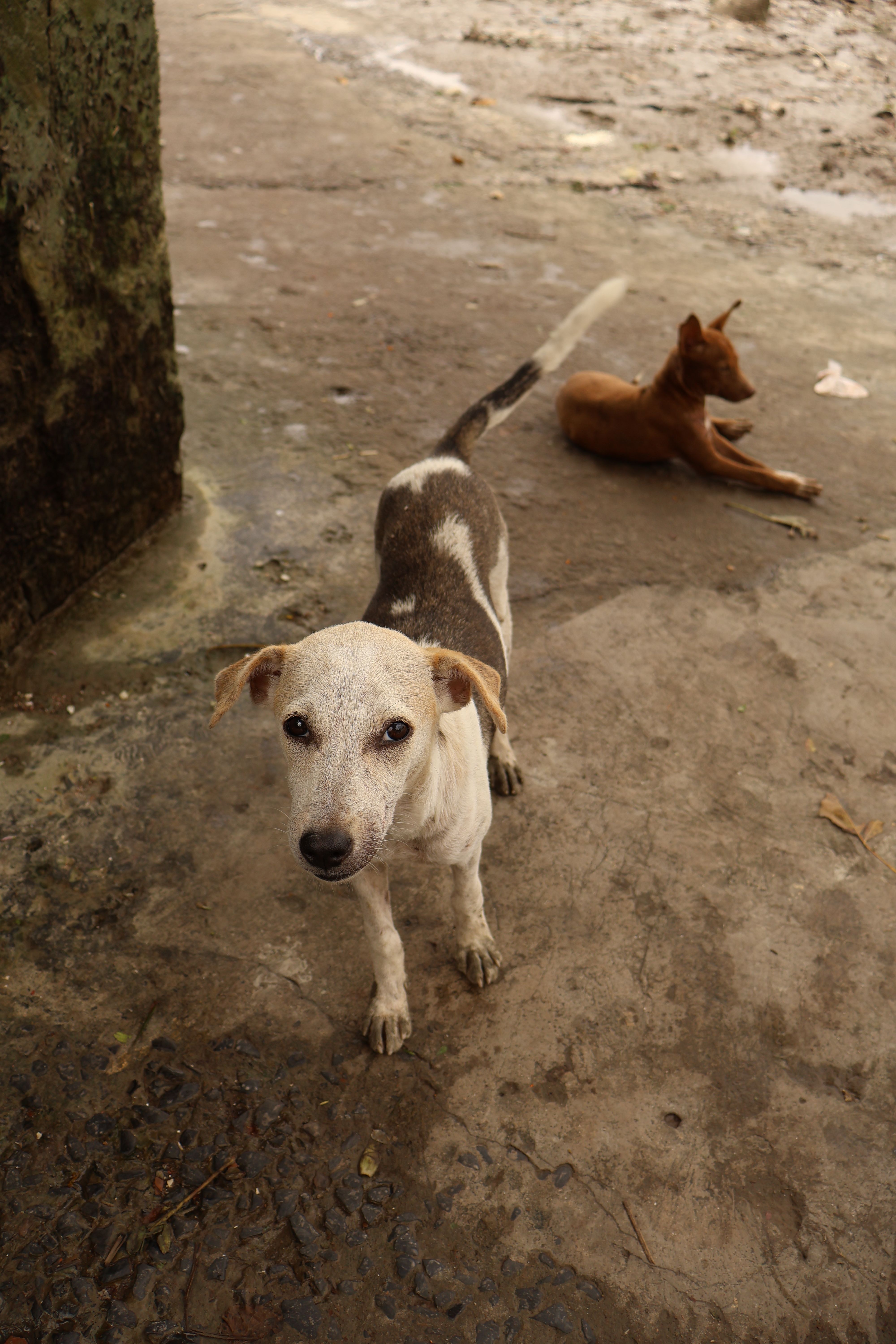 Stray dogs on urban street · Free Stock Photo