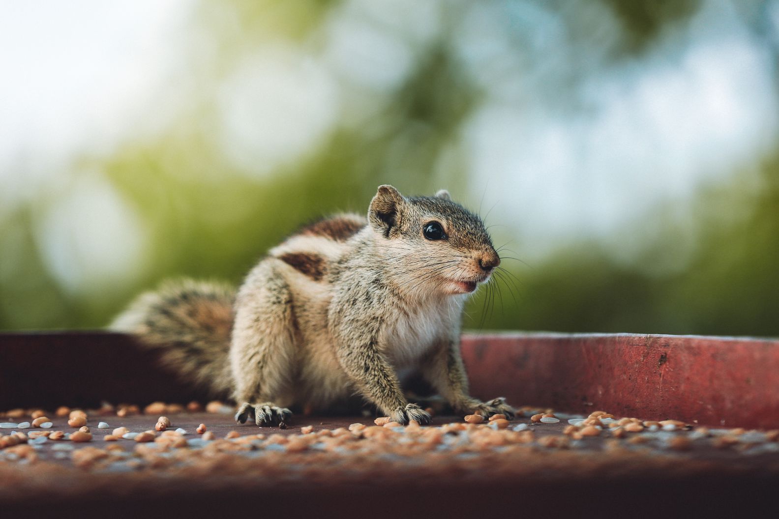 Carolina Northern Flying Squirrel: Cute, Rare, and Amazing