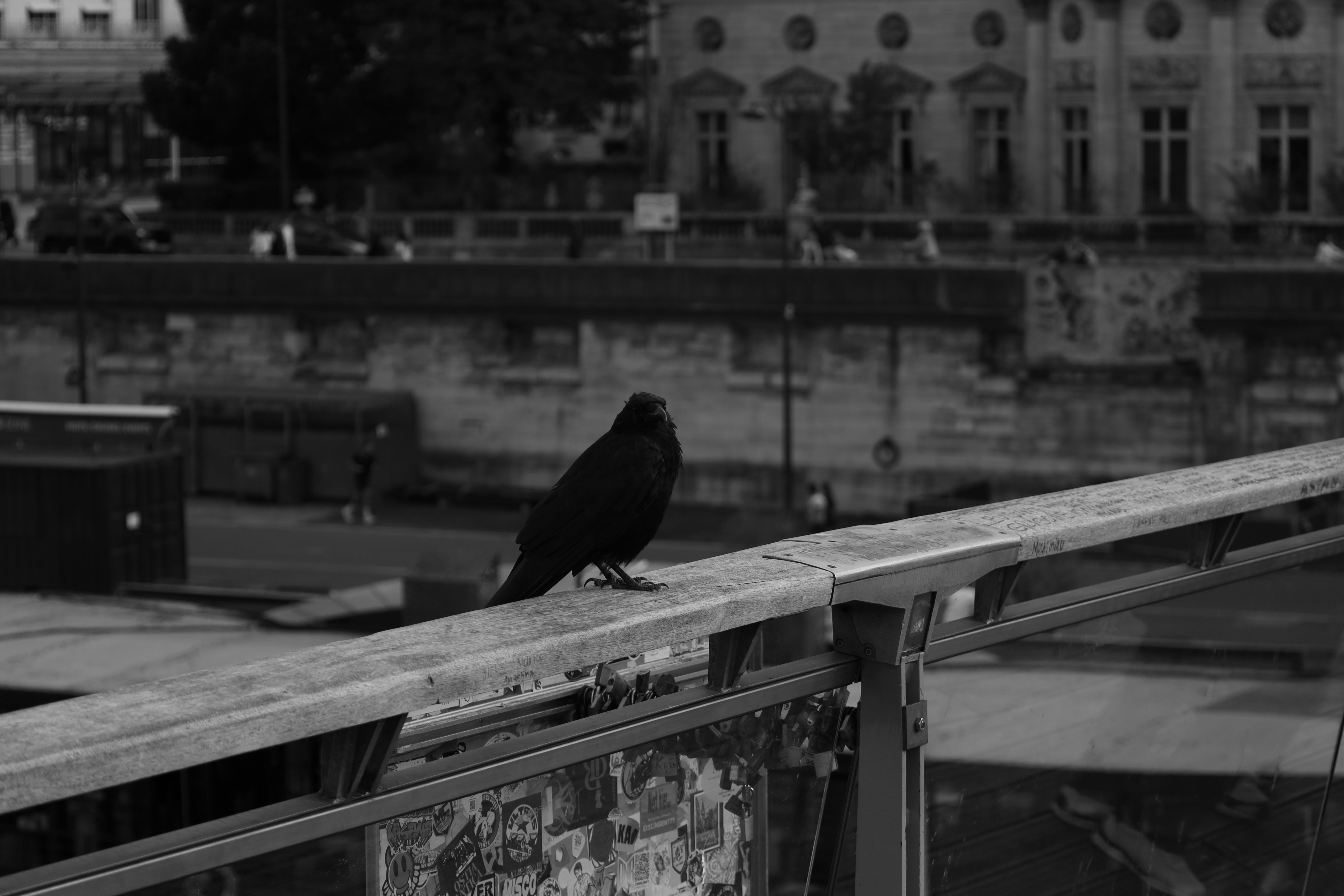Black Crow on Parisian Bridge Railing · Free Stock Photo