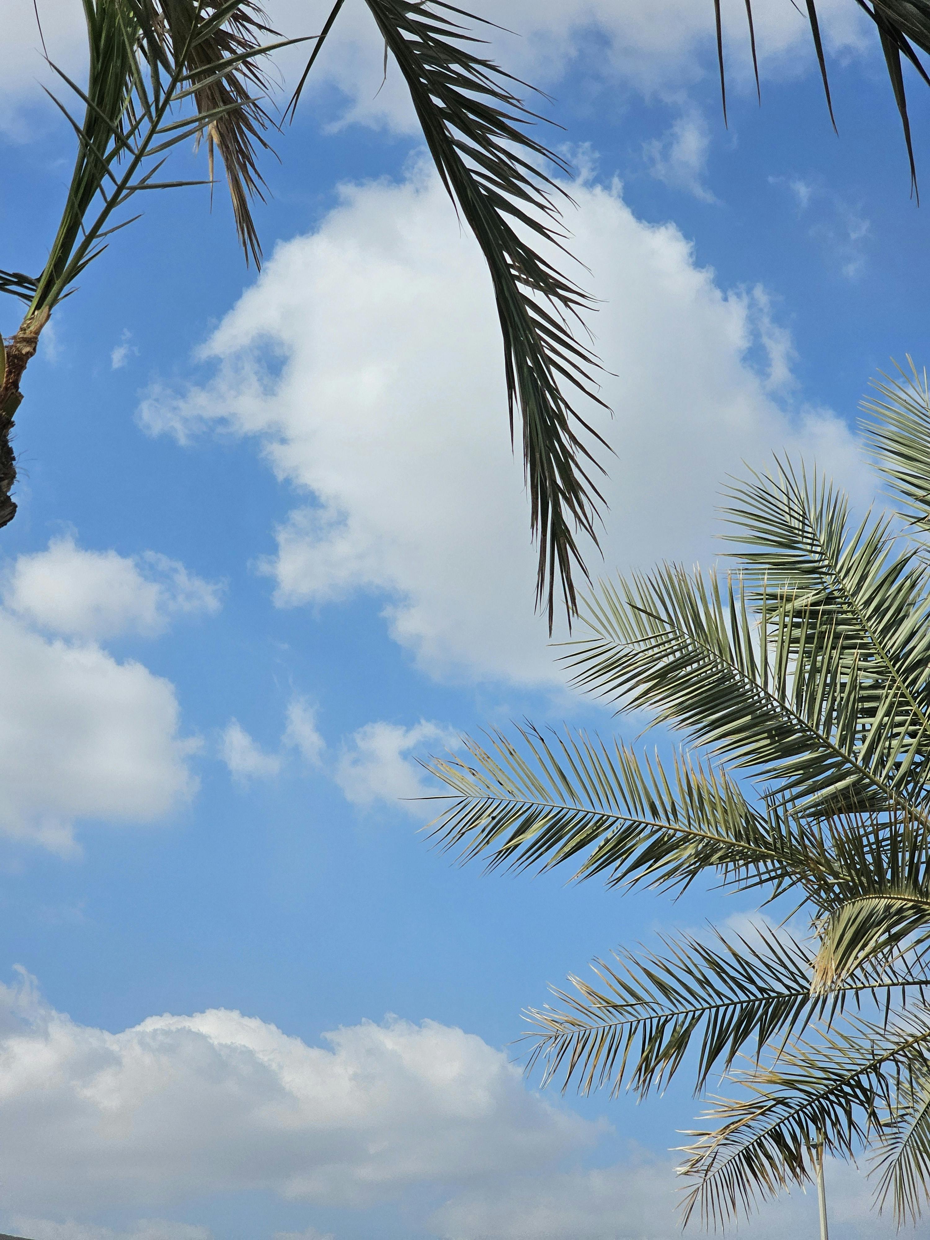 Mobile Without Background Photos, Download The BEST Free Mobile Without ...