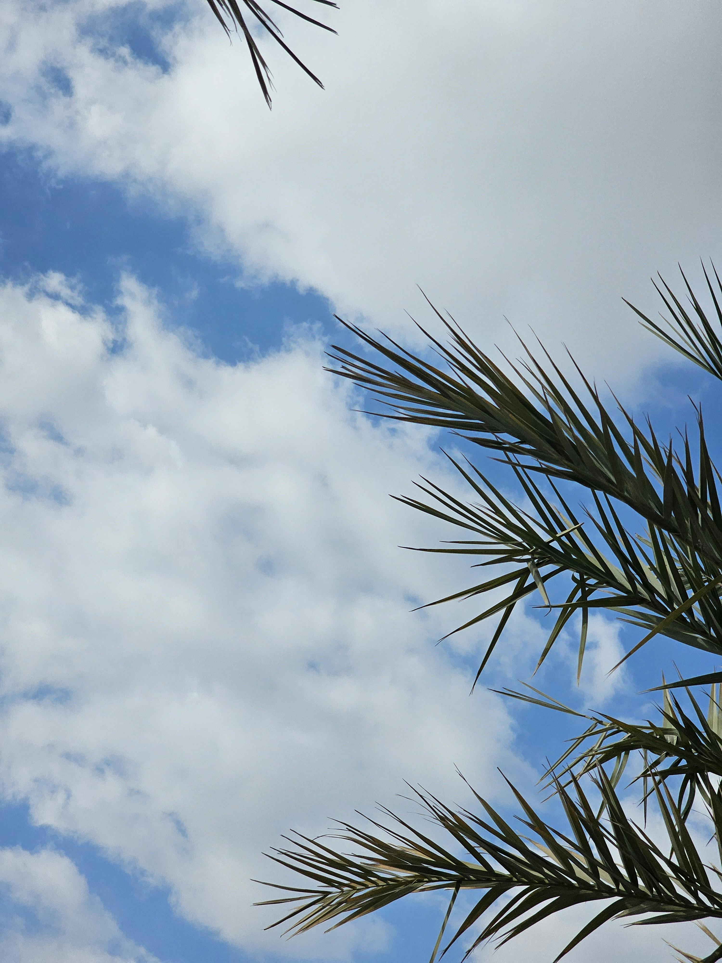 Aesthetic Tree Photos, Download The BEST Free Aesthetic Tree Stock ...