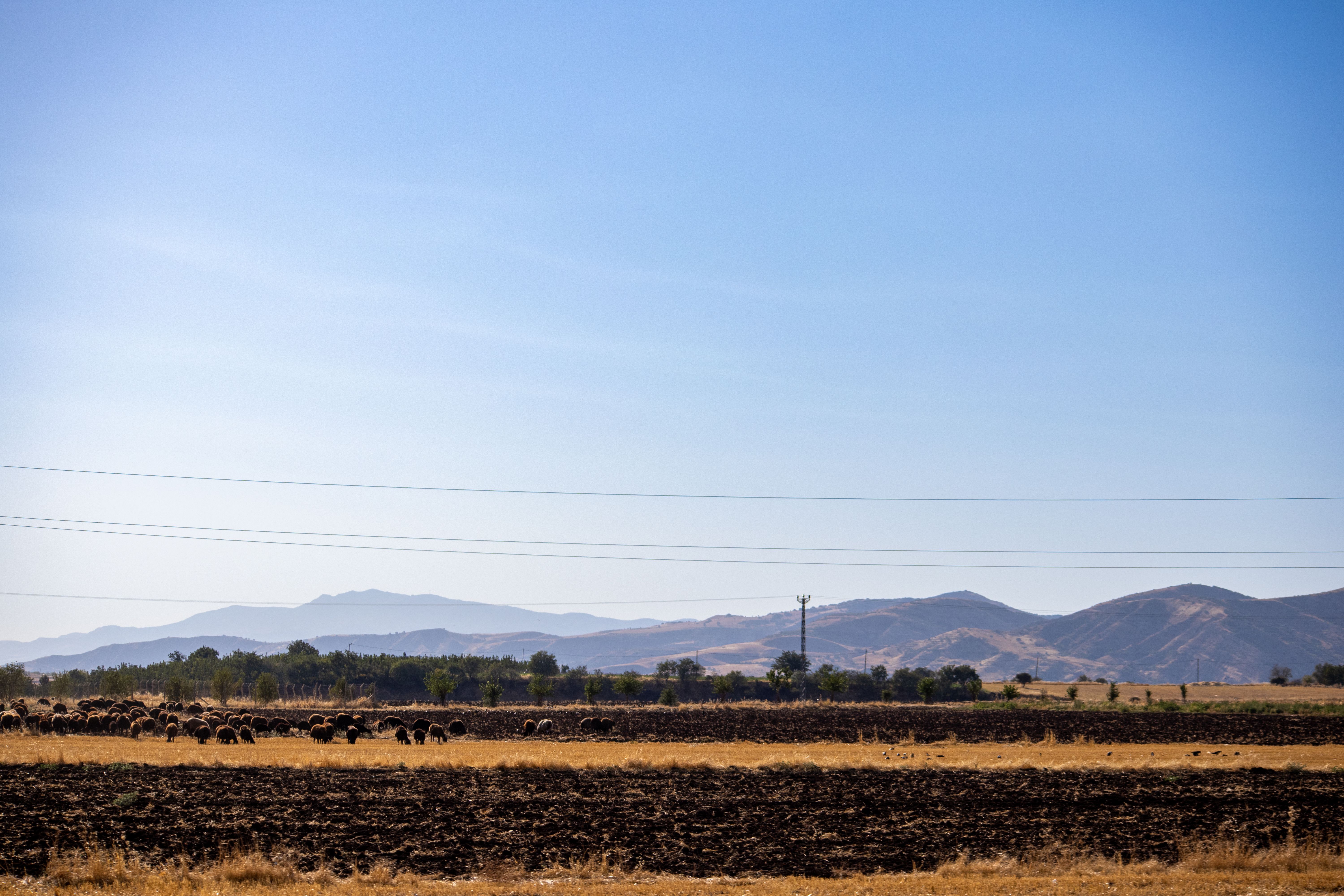 Backlining Sheep Photos, Download The BEST Free Backlining Sheep Stock ...