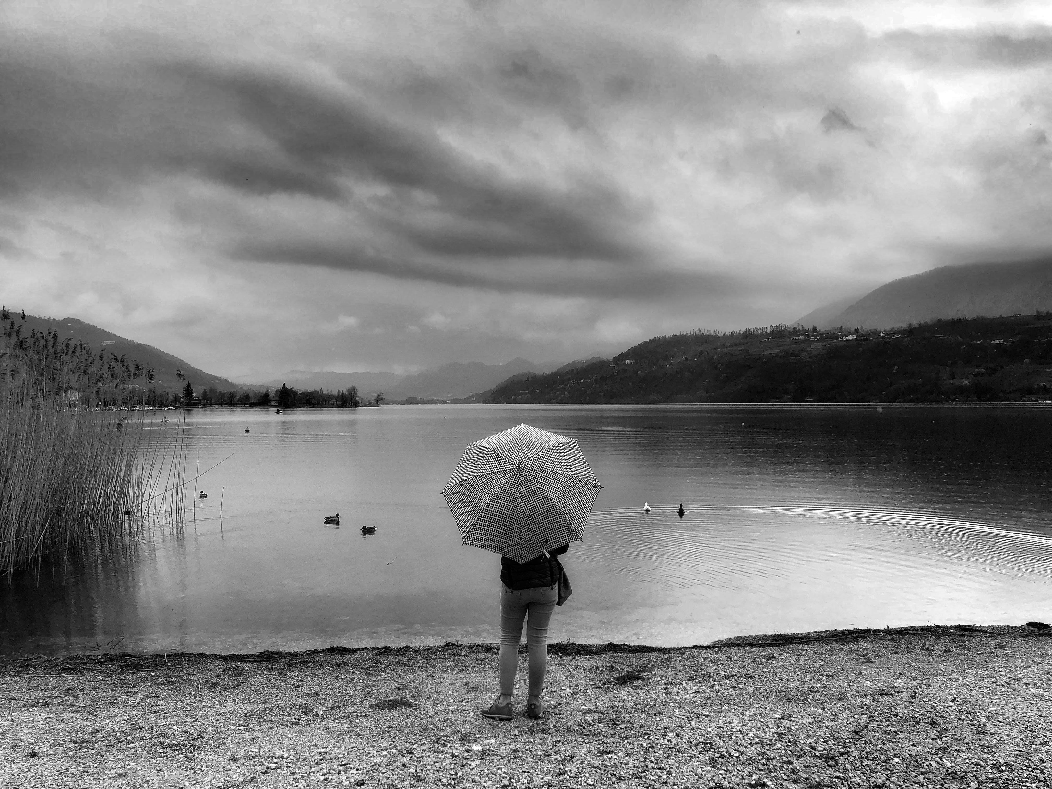 Duck+Pfp Photos, Download The BEST Free Duck+Pfp Stock Photos & HD Images