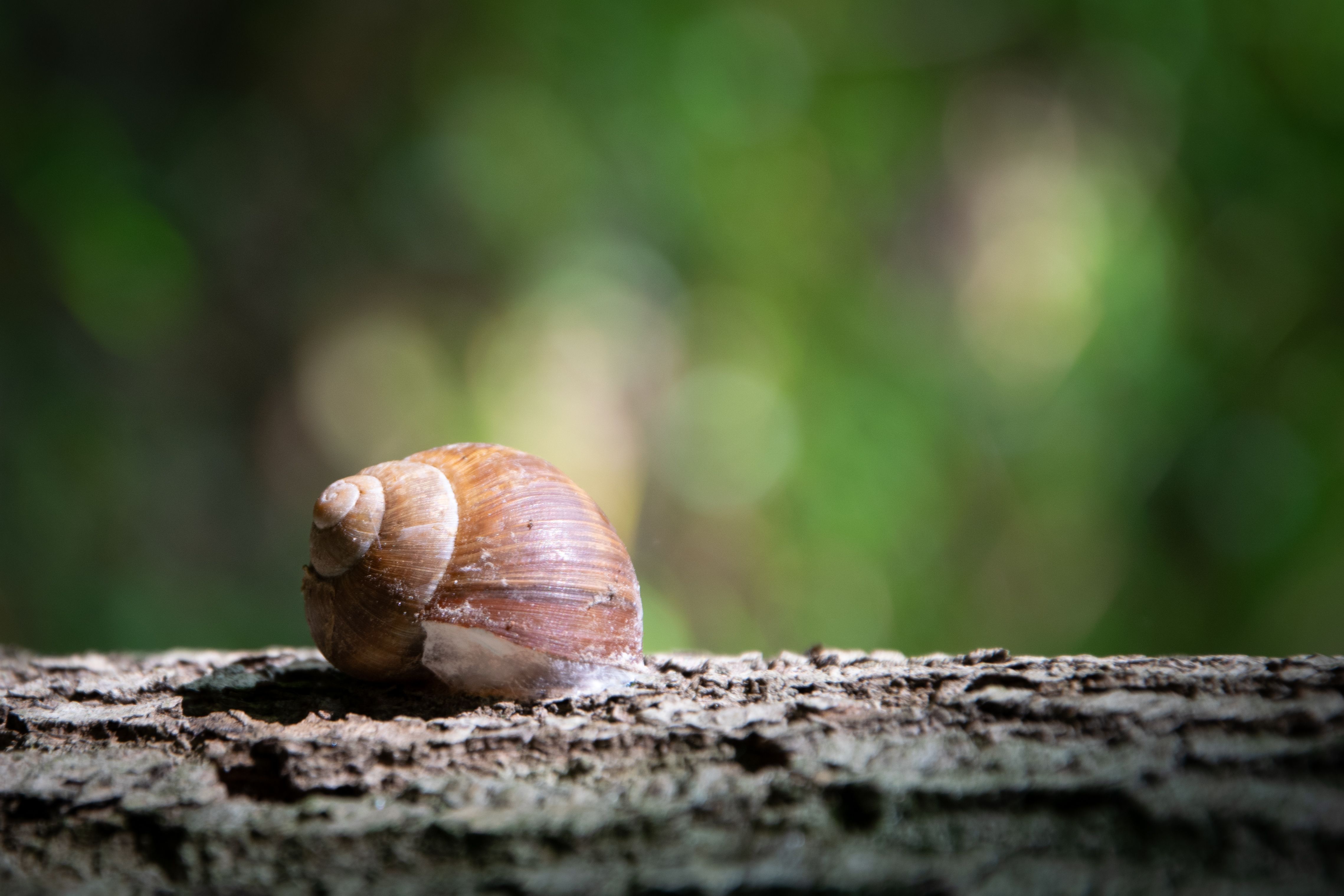 Shallow Focus Photography of Brown Snail · Free Stock Photo
