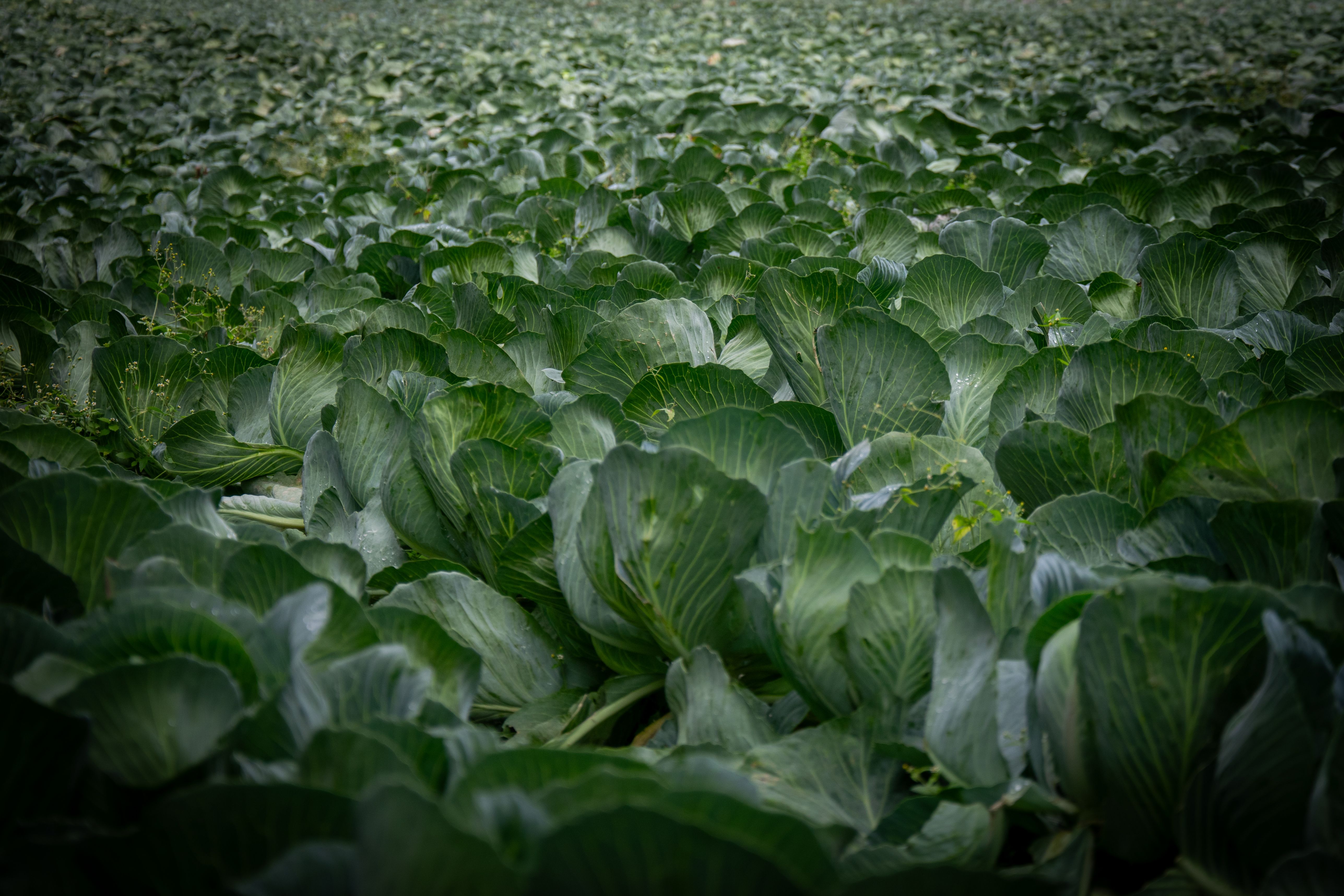 Field Of Cabbage Photos, Download The BEST Free Field Of Cabbage Stock ...