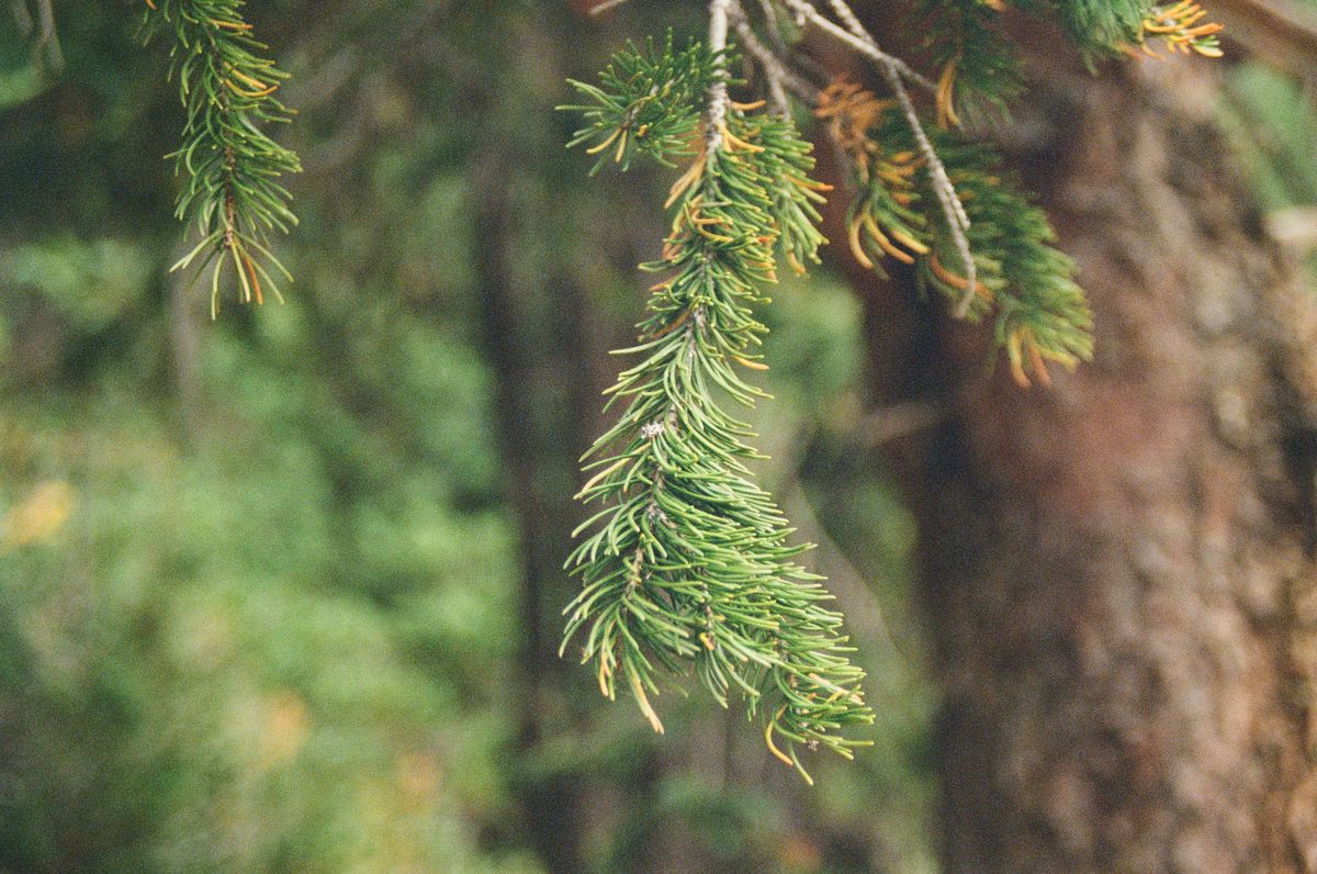 Tree No Background Photos, Download The BEST Free Tree No Background ...