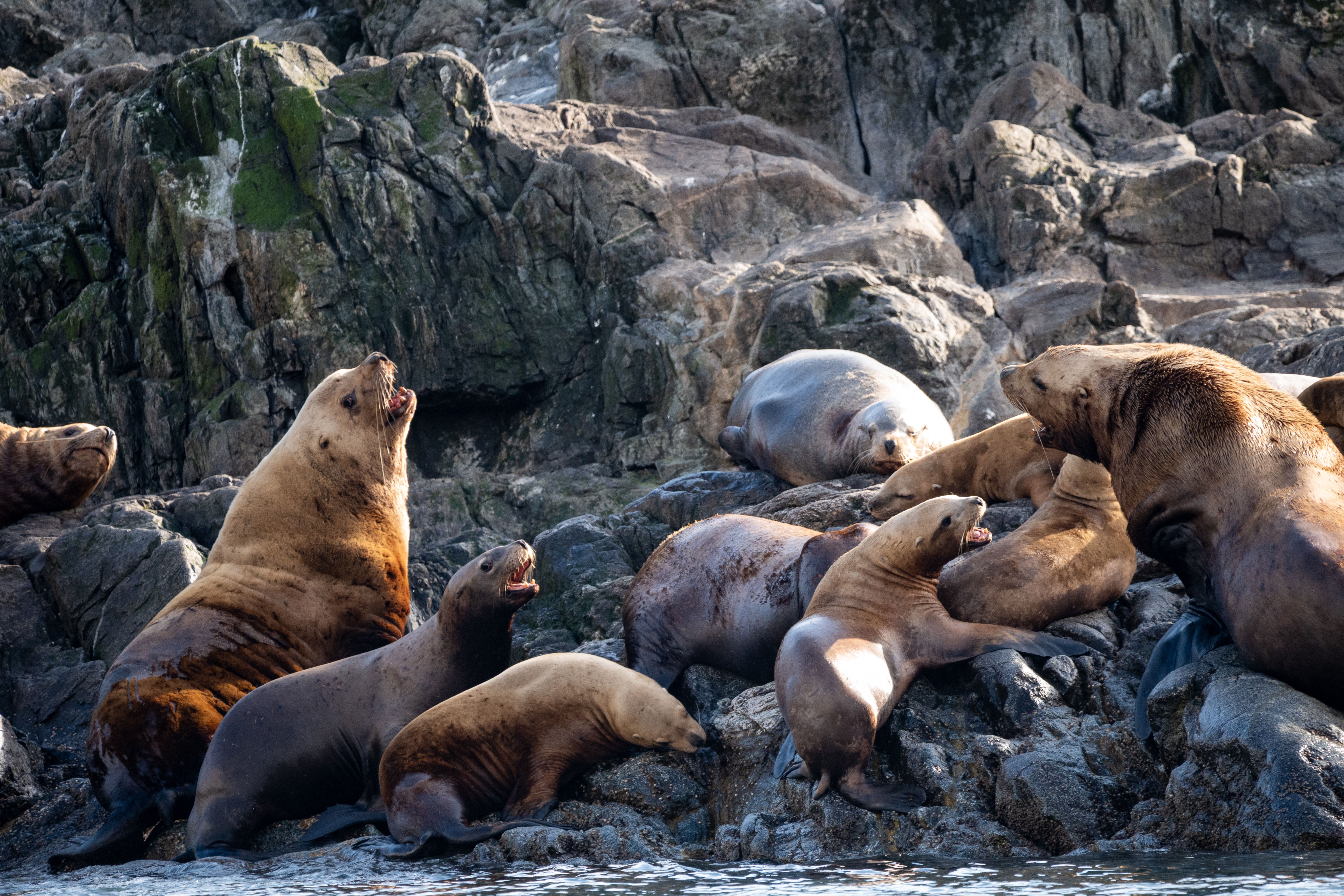 Wild Steller Sea Lions Resting on Alaskan Rocks · Free Stock Photo