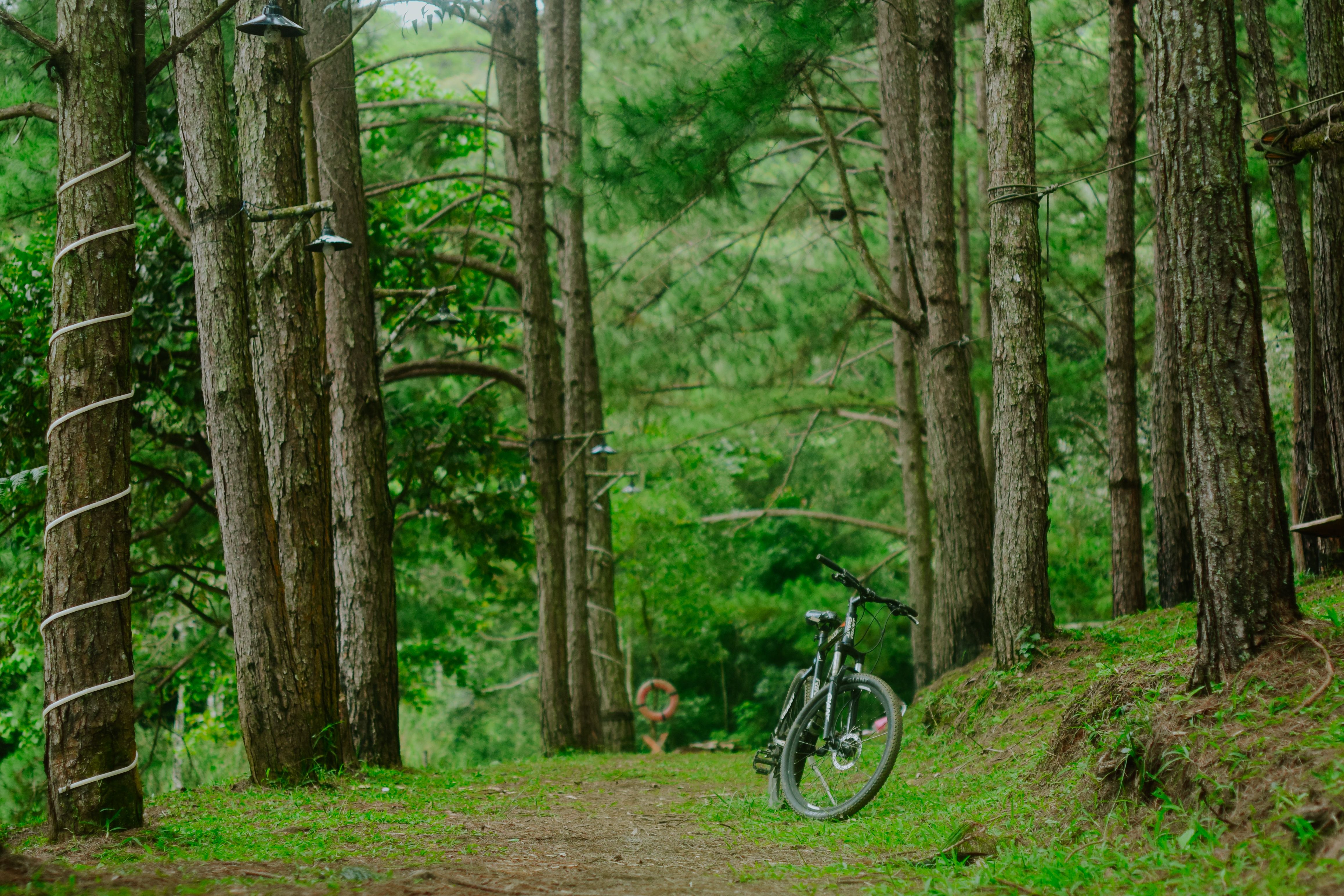 Serene forest trail with bicycle in lush greenery · Free Stock Photo