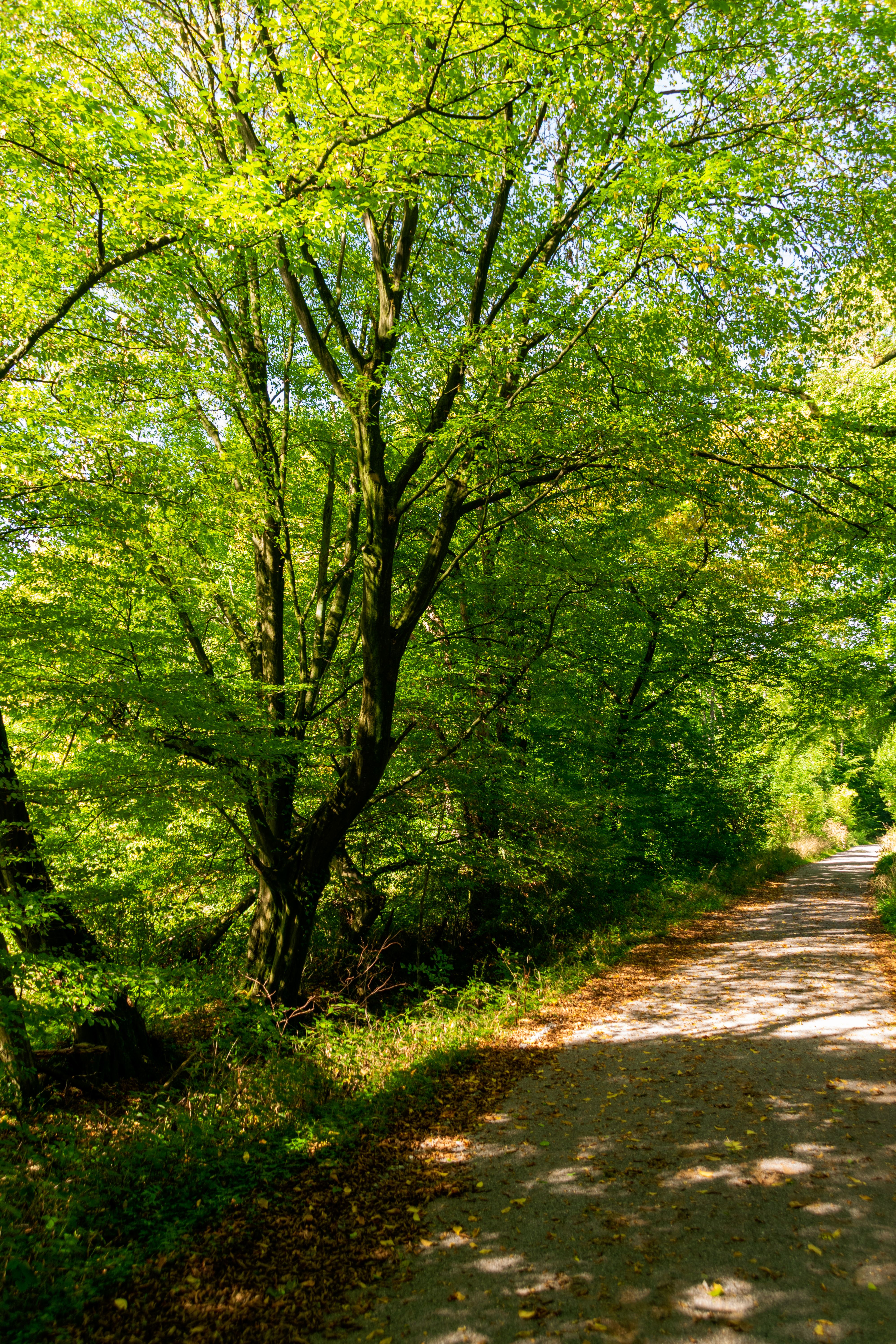 Sunlit Forest Path in Summer Daylight · Free Stock Photo