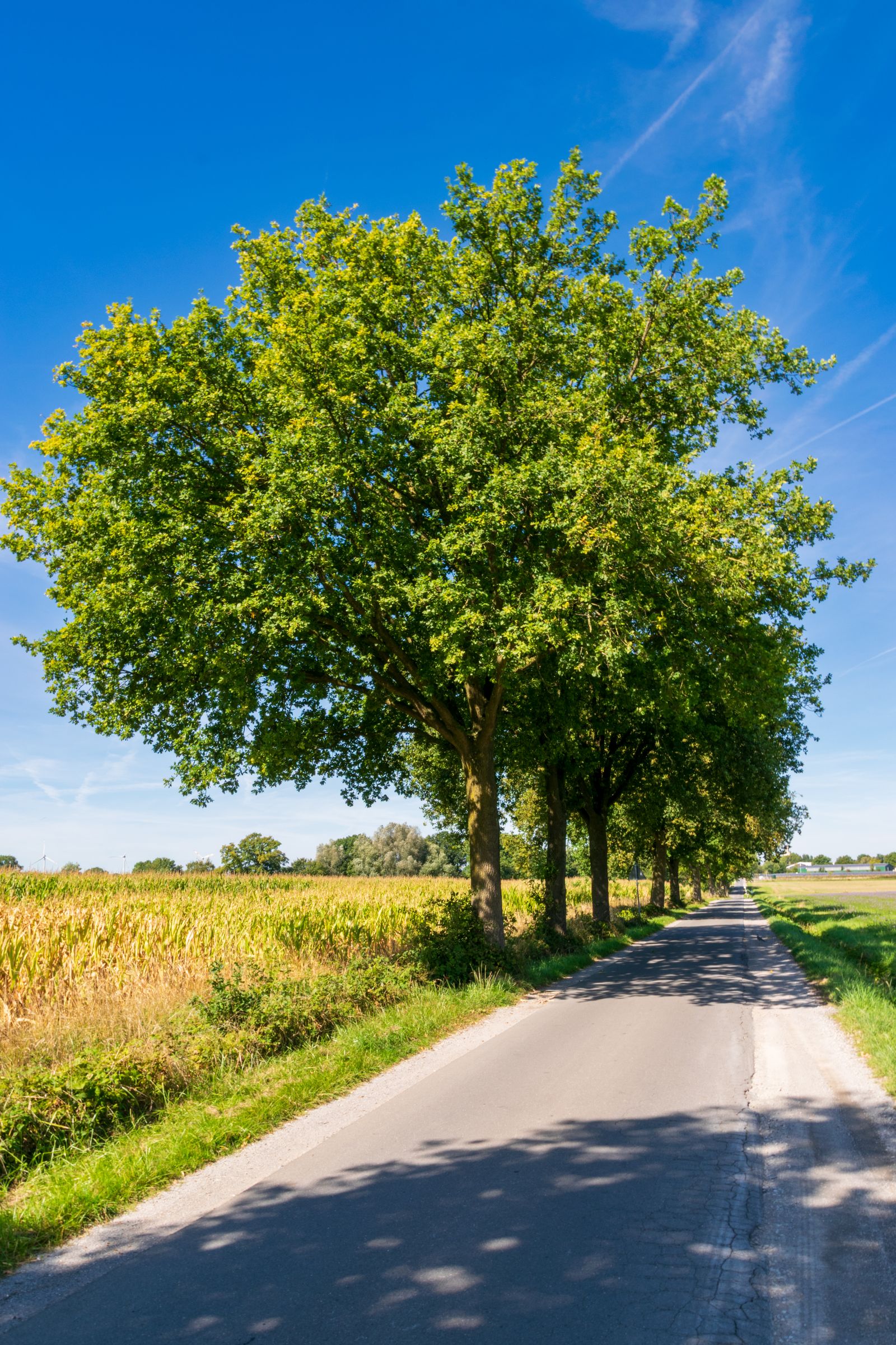 Country Road Photos, Download The BEST Free Country Road Stock Photos ...