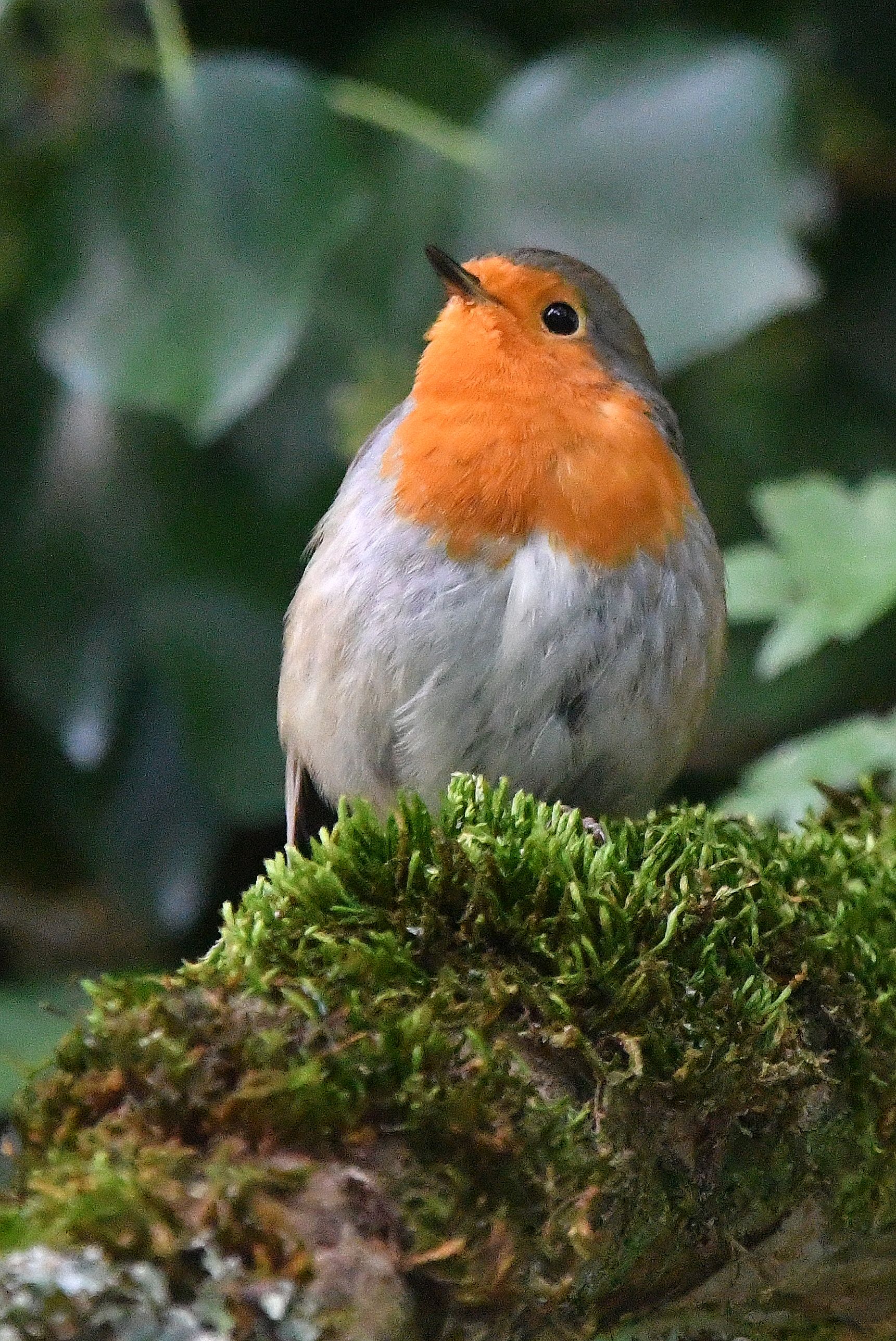 European Robin on Moss-Covered Branch · Free Stock Photo