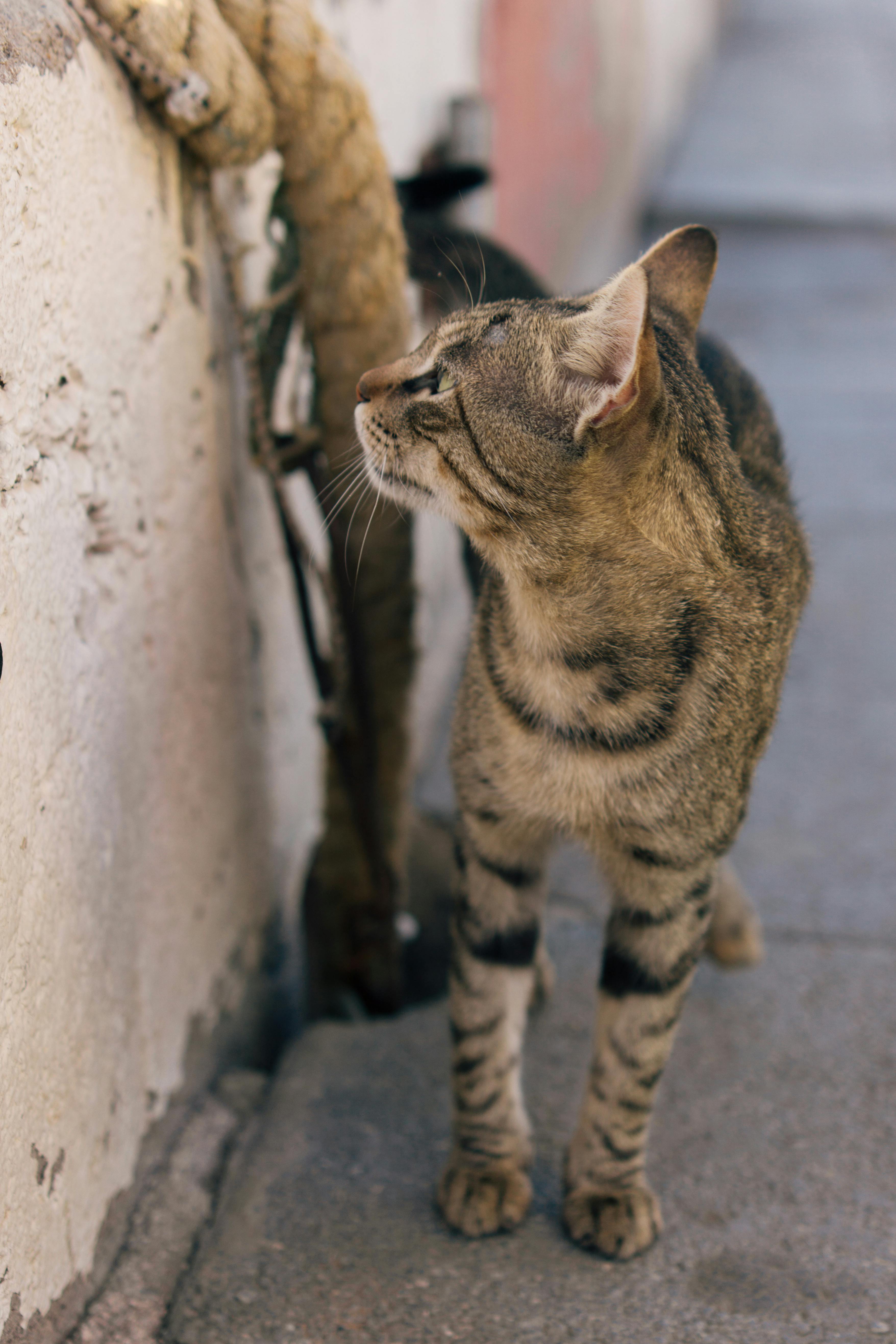 Cat Pfp Photos, Download The BEST Free Cat Pfp Stock Photos & HD Images