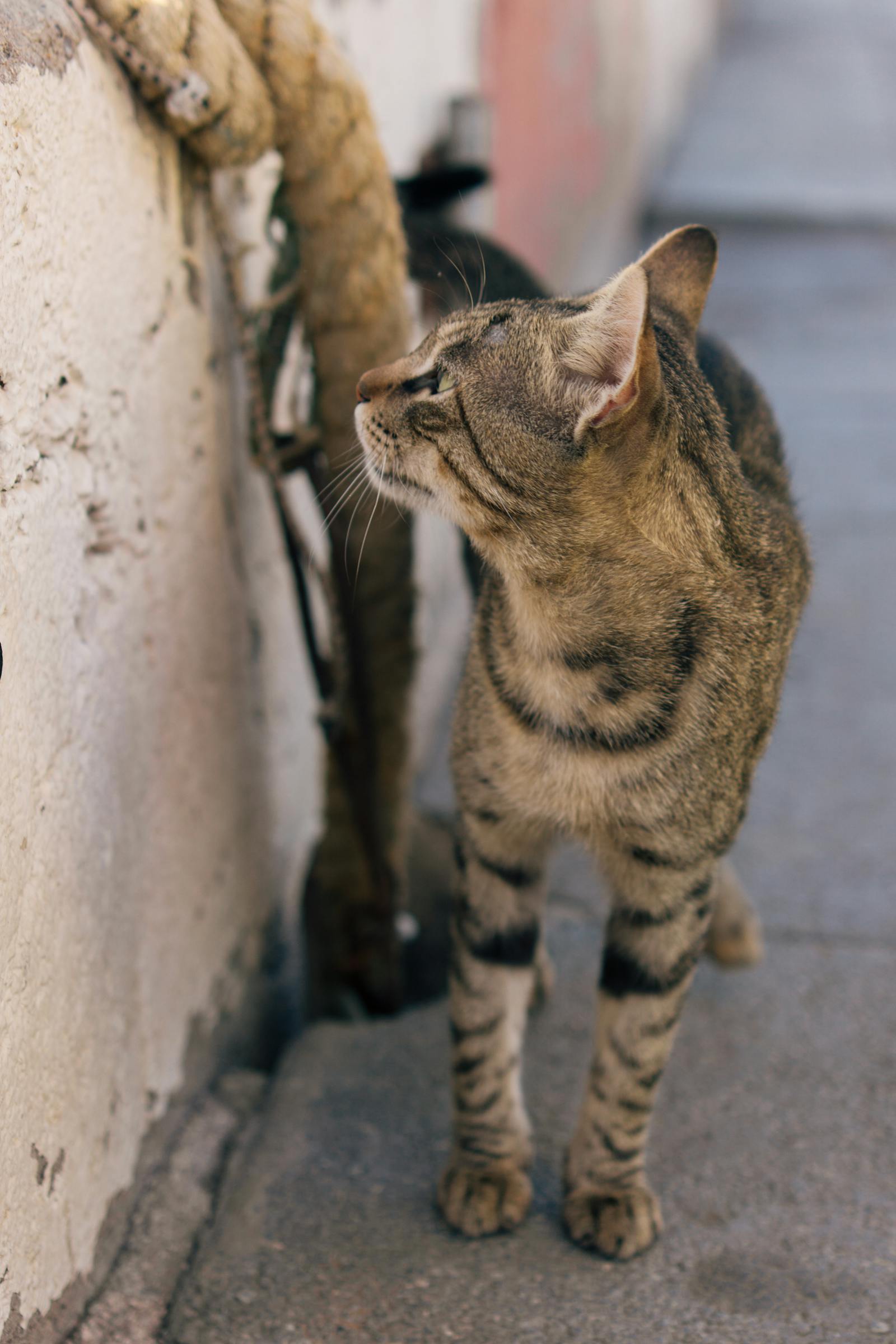 Cat Avatar Photos, Download The BEST Free Cat Avatar Stock Photos & HD ...