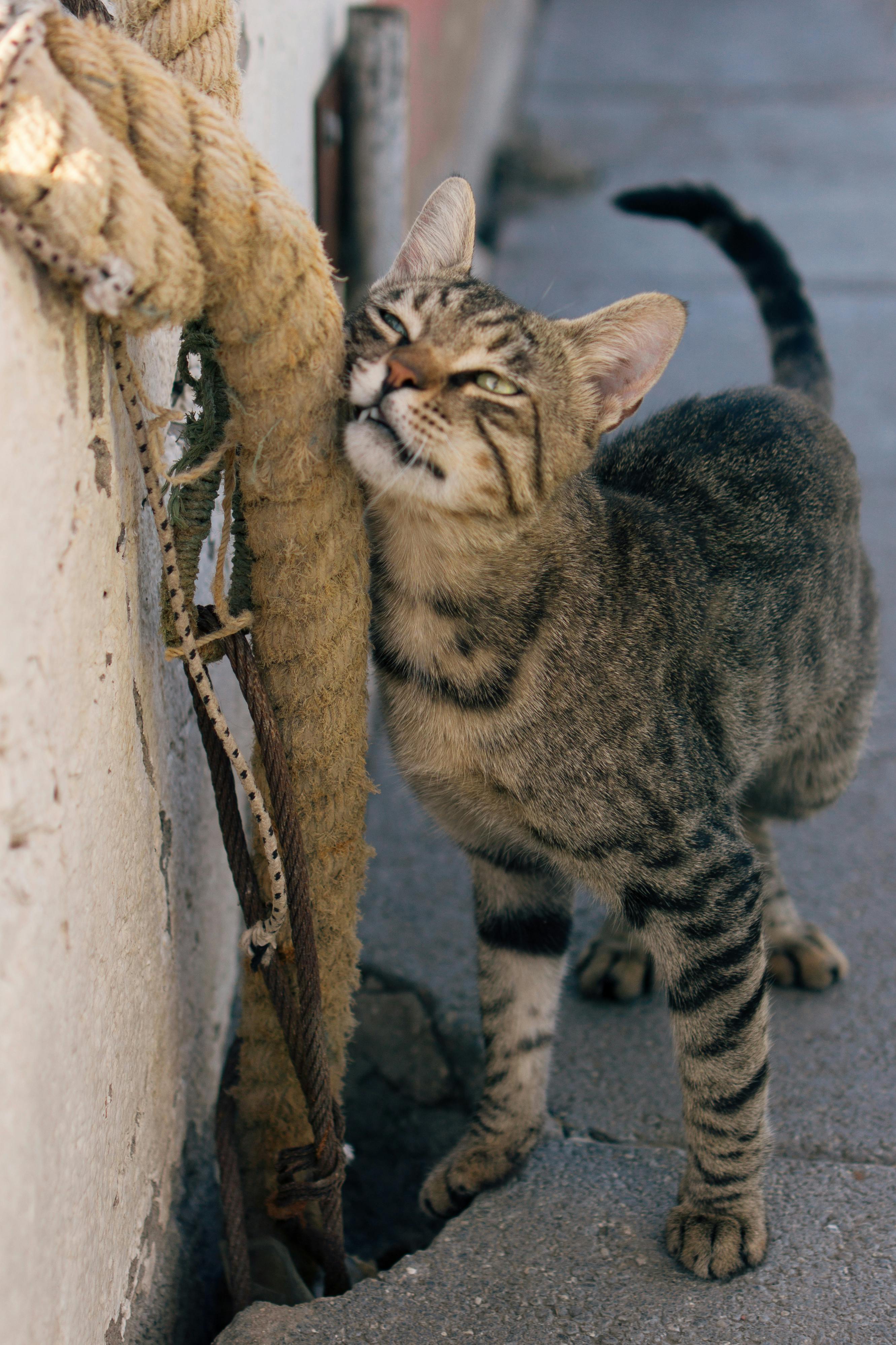 Cat Pfp Photos, Download The BEST Free Cat Pfp Stock Photos & HD Images