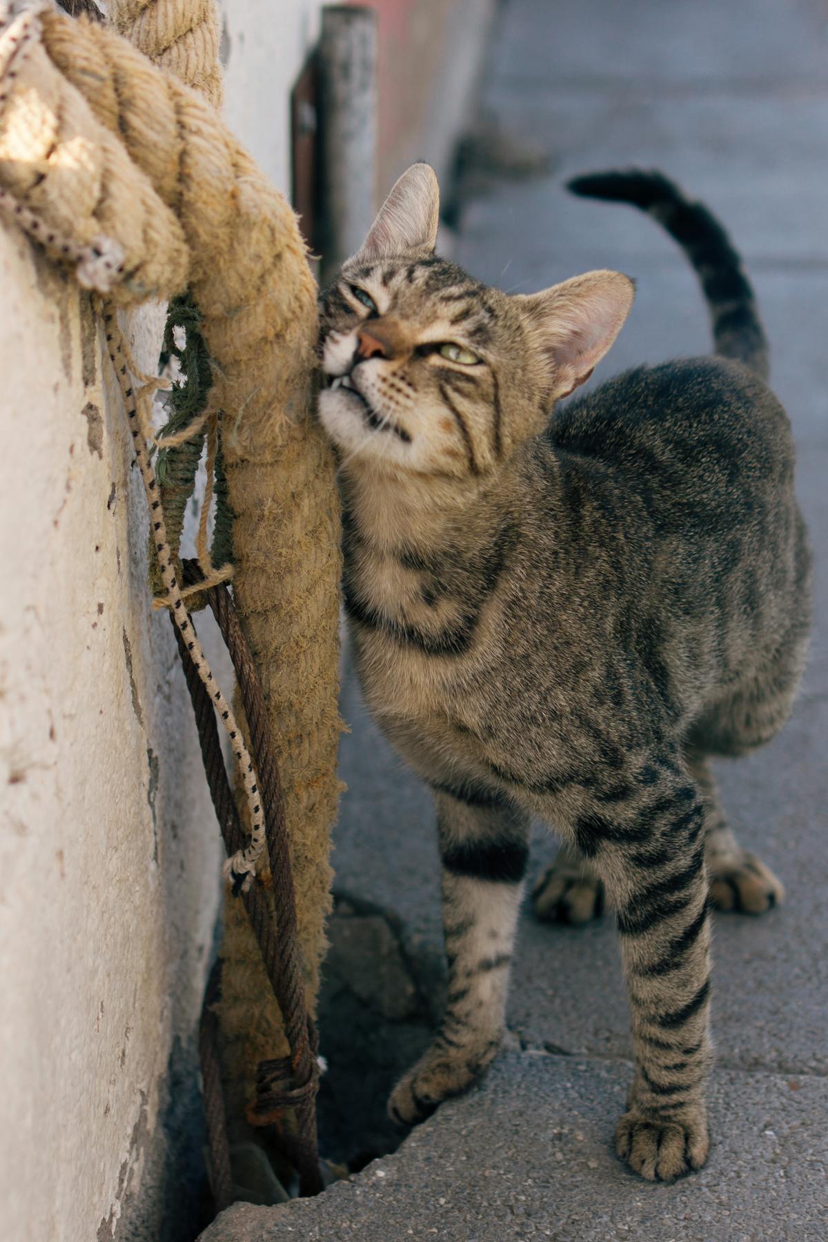 Cat Avatar Photos, Download The BEST Free Cat Avatar Stock Photos & HD ...