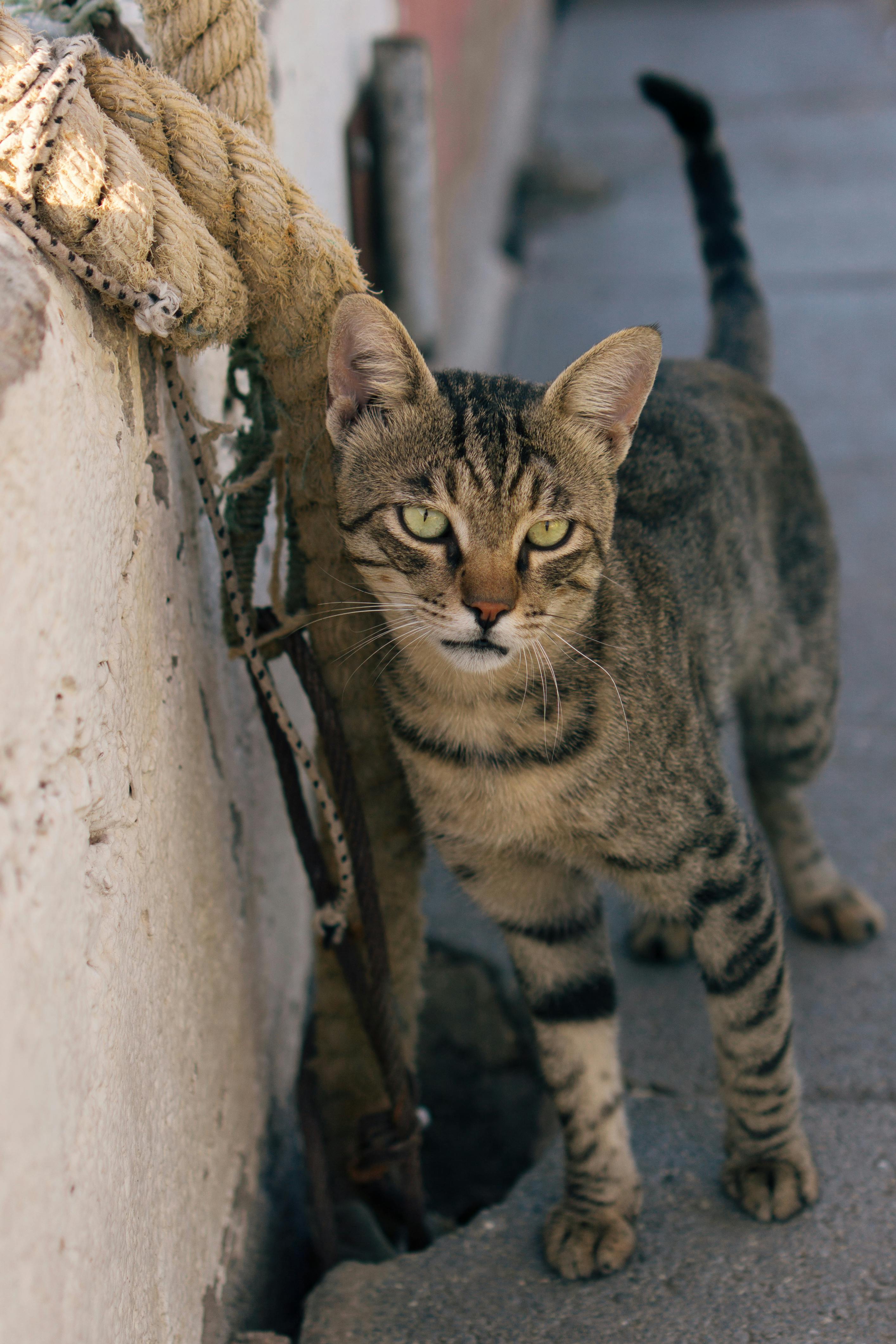 Cat Pfp Photos, Download The BEST Free Cat Pfp Stock Photos & HD Images