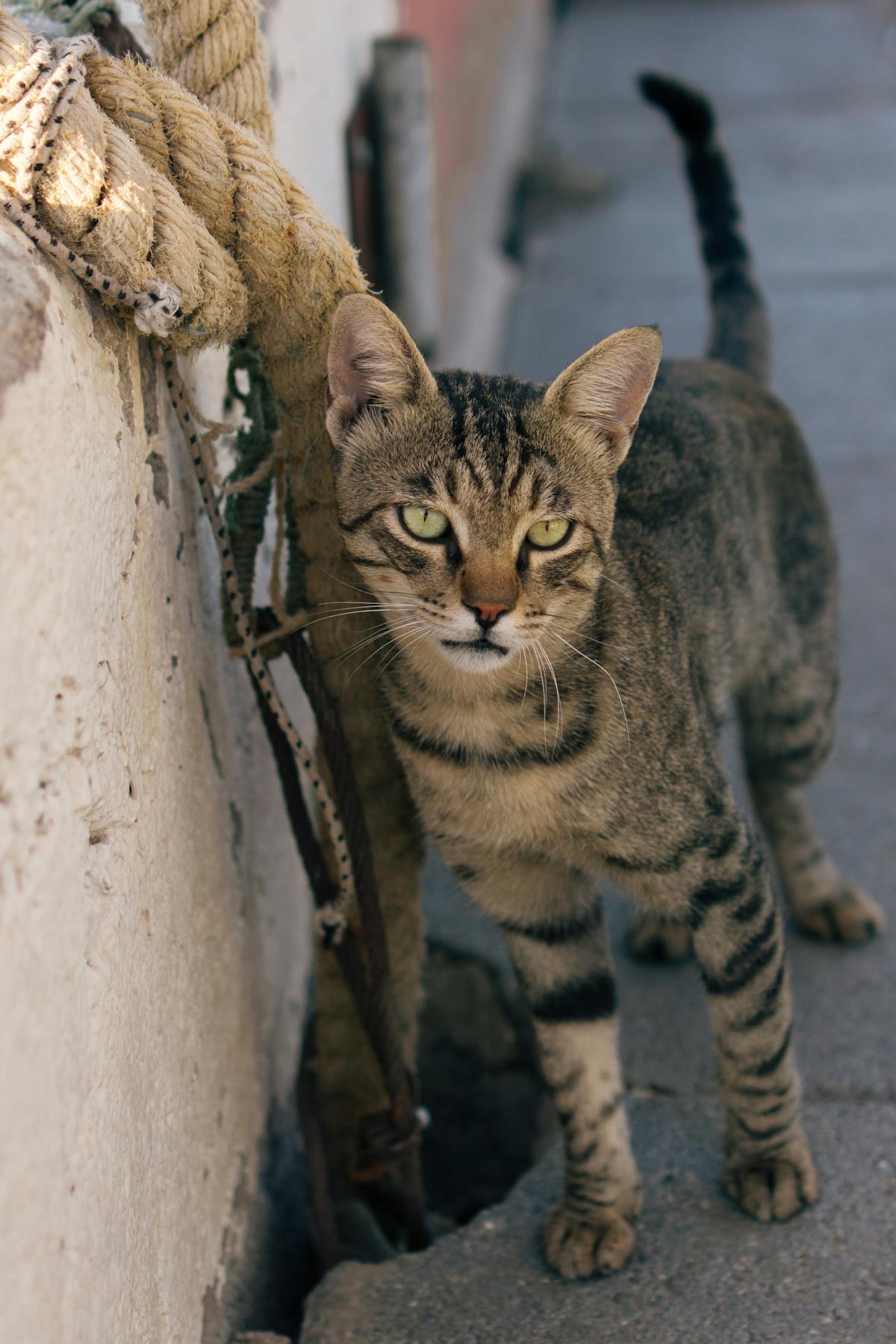 Cat Avatar Photos, Download The BEST Free Cat Avatar Stock Photos & HD ...