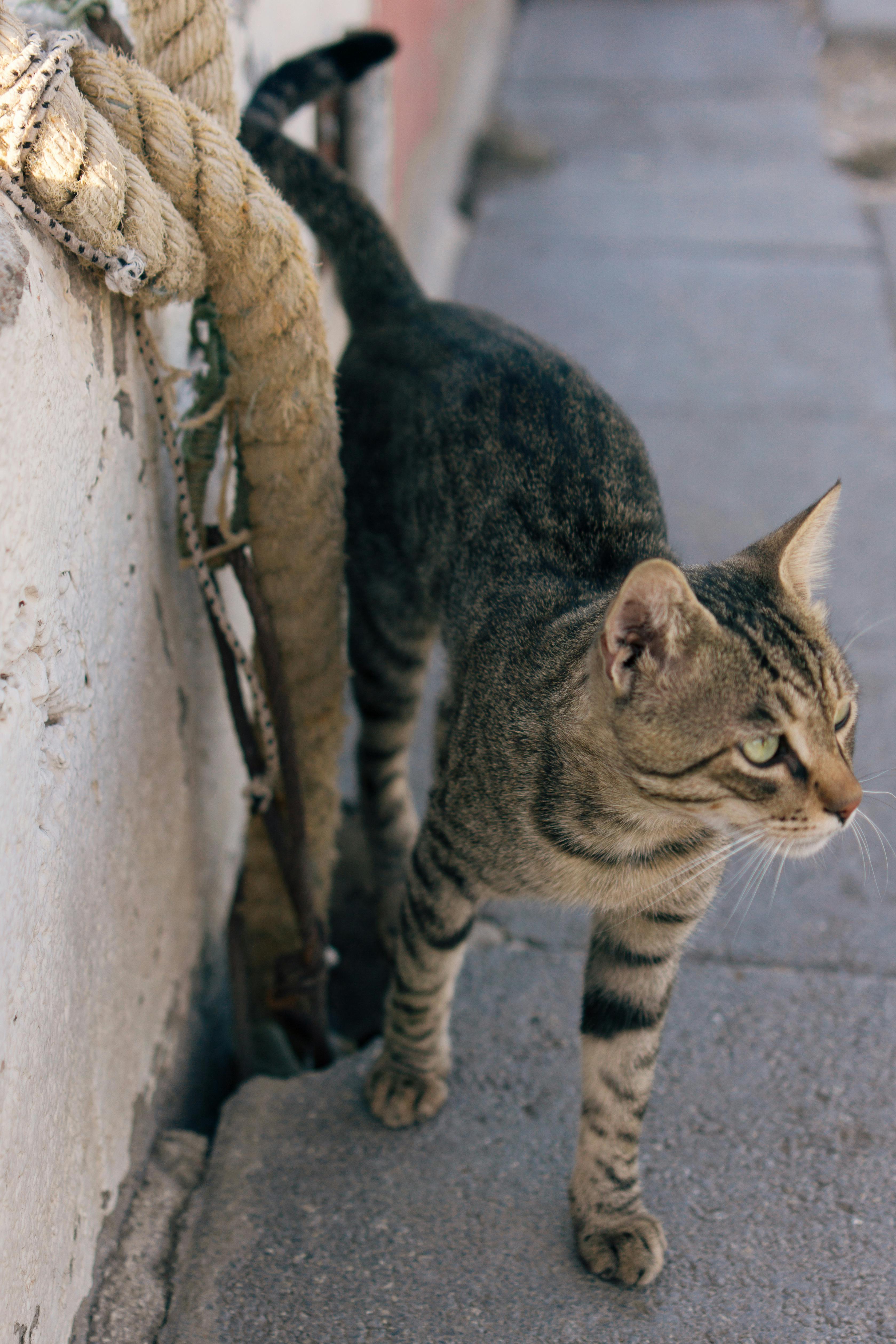 Cat Pfp Photos, Download The BEST Free Cat Pfp Stock Photos & HD Images