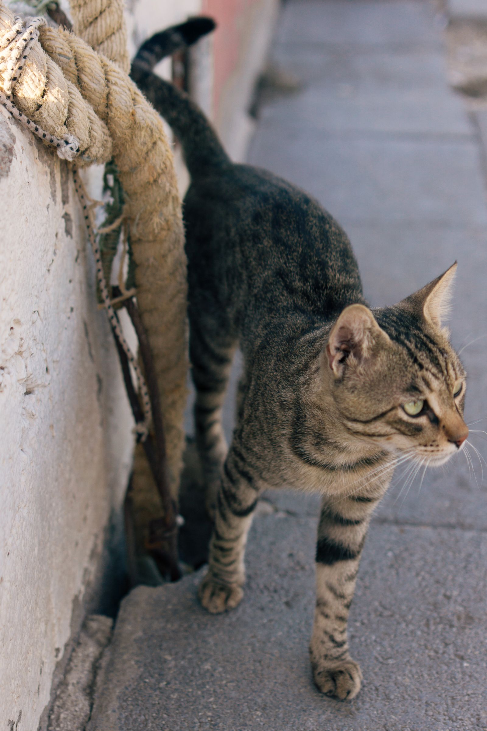 Cat Avatar Photos, Download The BEST Free Cat Avatar Stock Photos & HD ...