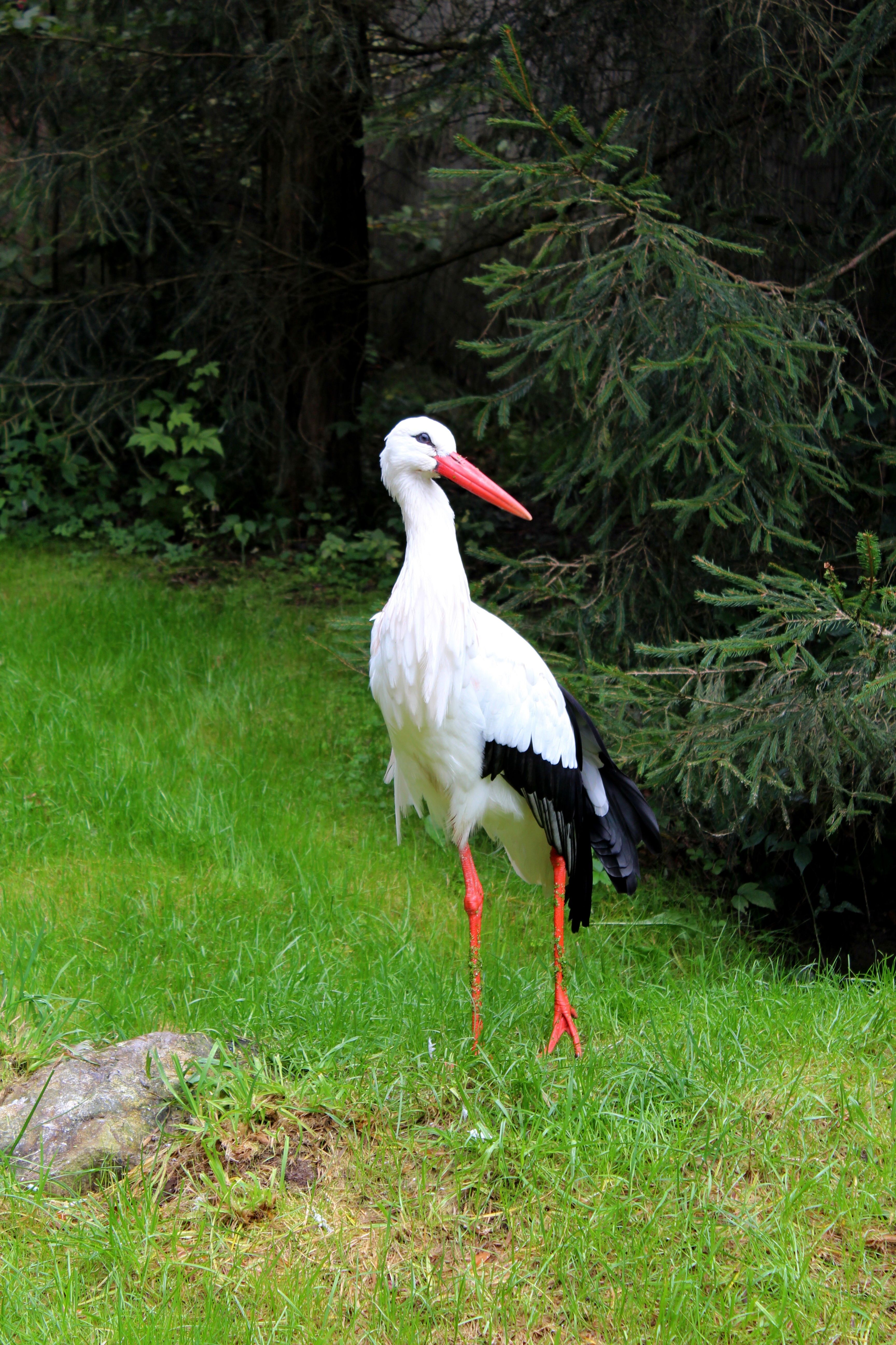 Elegant Stork in Lush Austrian Nature Park · Free Stock Photo
