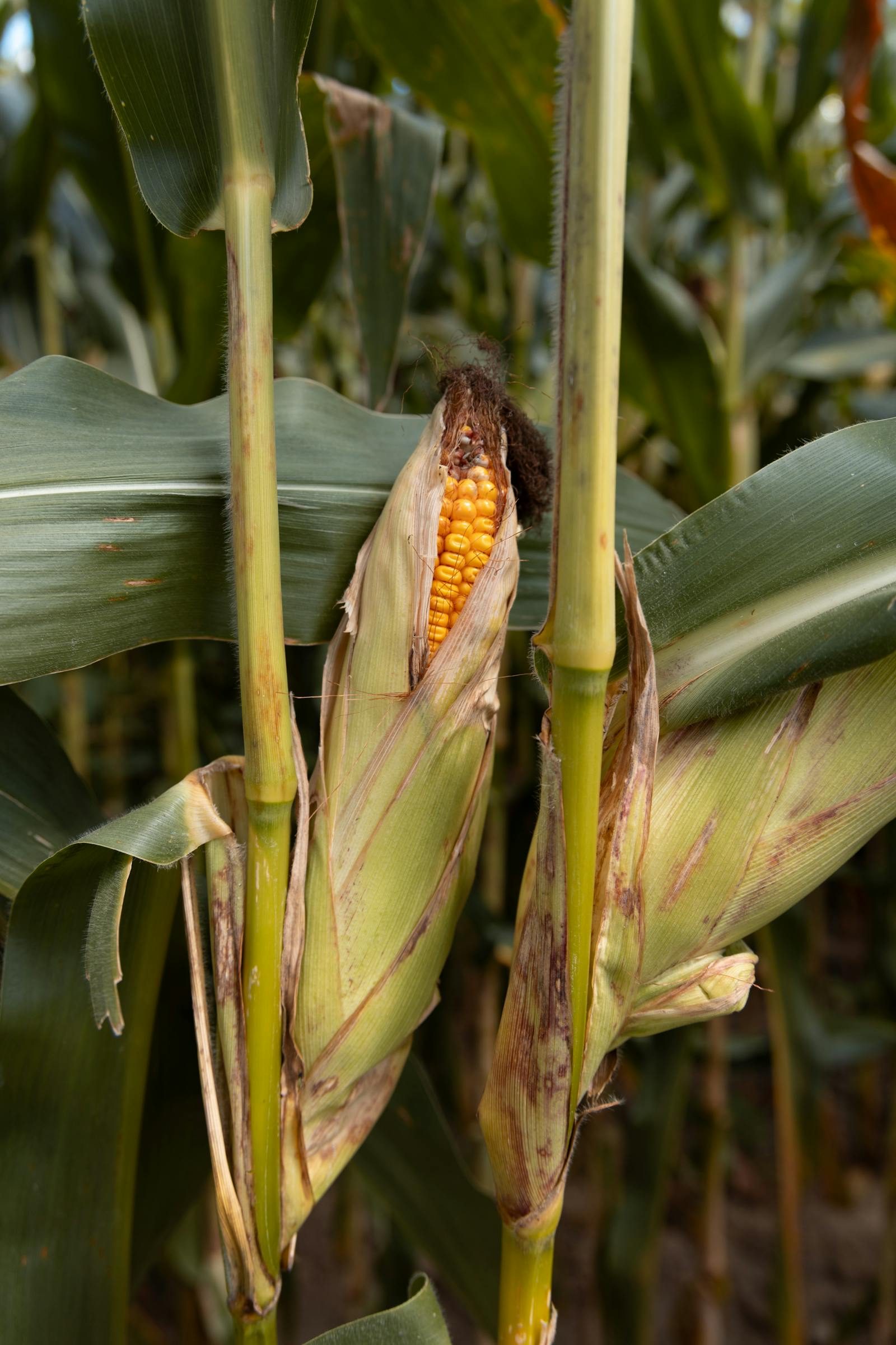 Maize Field Photos, Download The BEST Free Maize Field Stock Photos ...