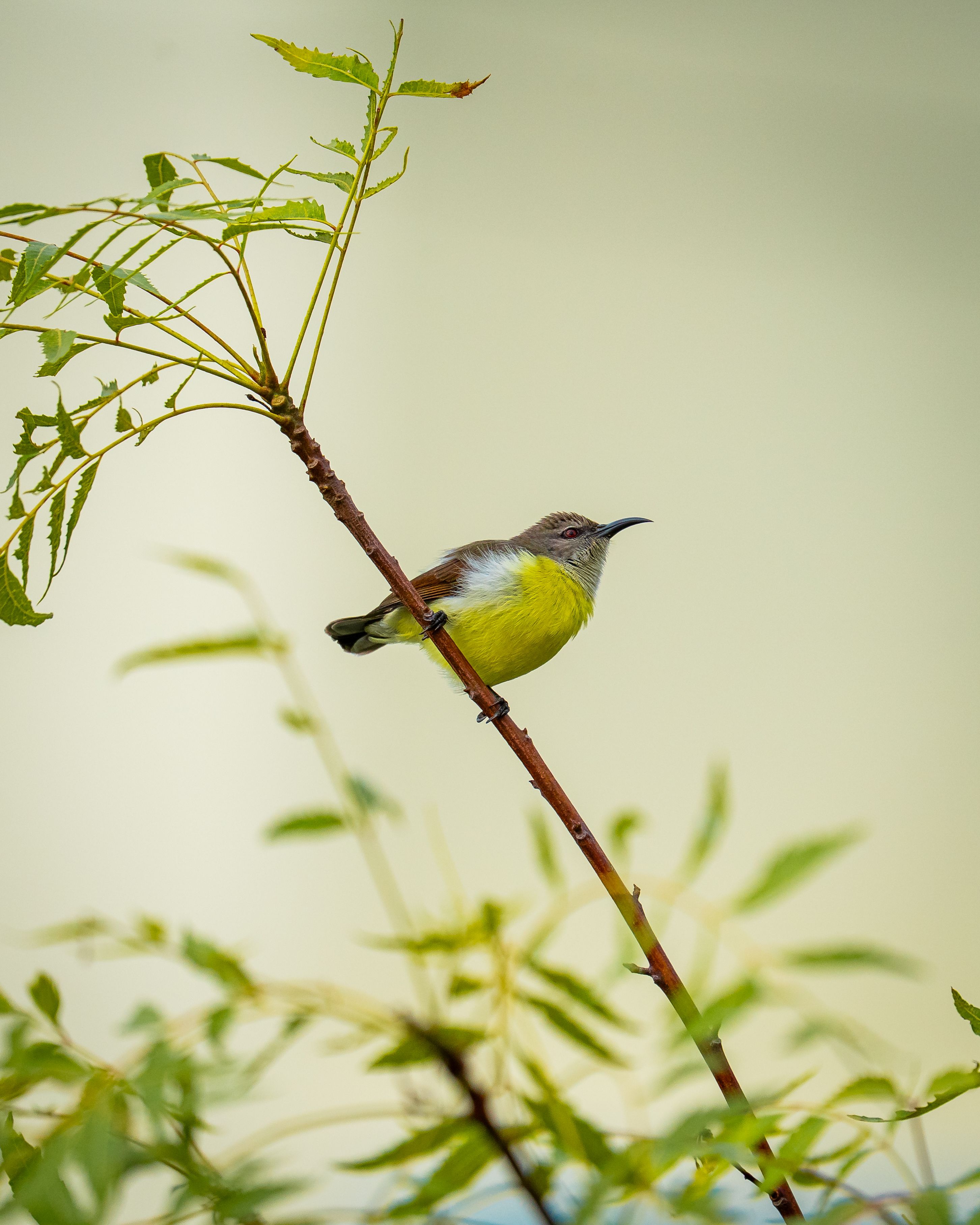 Foto de stock gratuita sobre al aire libre, amarillo, animal, ave ...