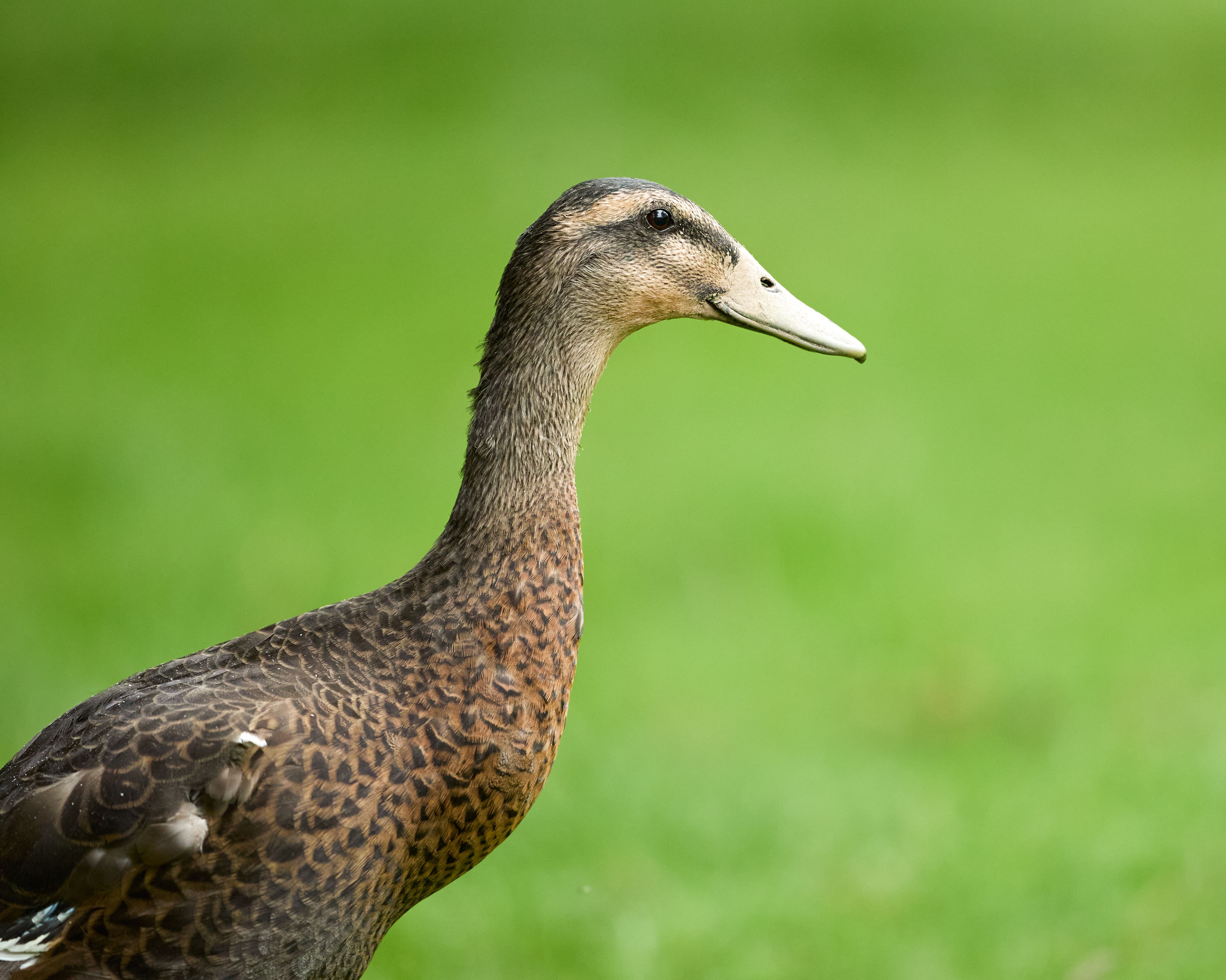 Duck+Pfp Photos, Download The BEST Free Duck+Pfp Stock Photos & HD Images
