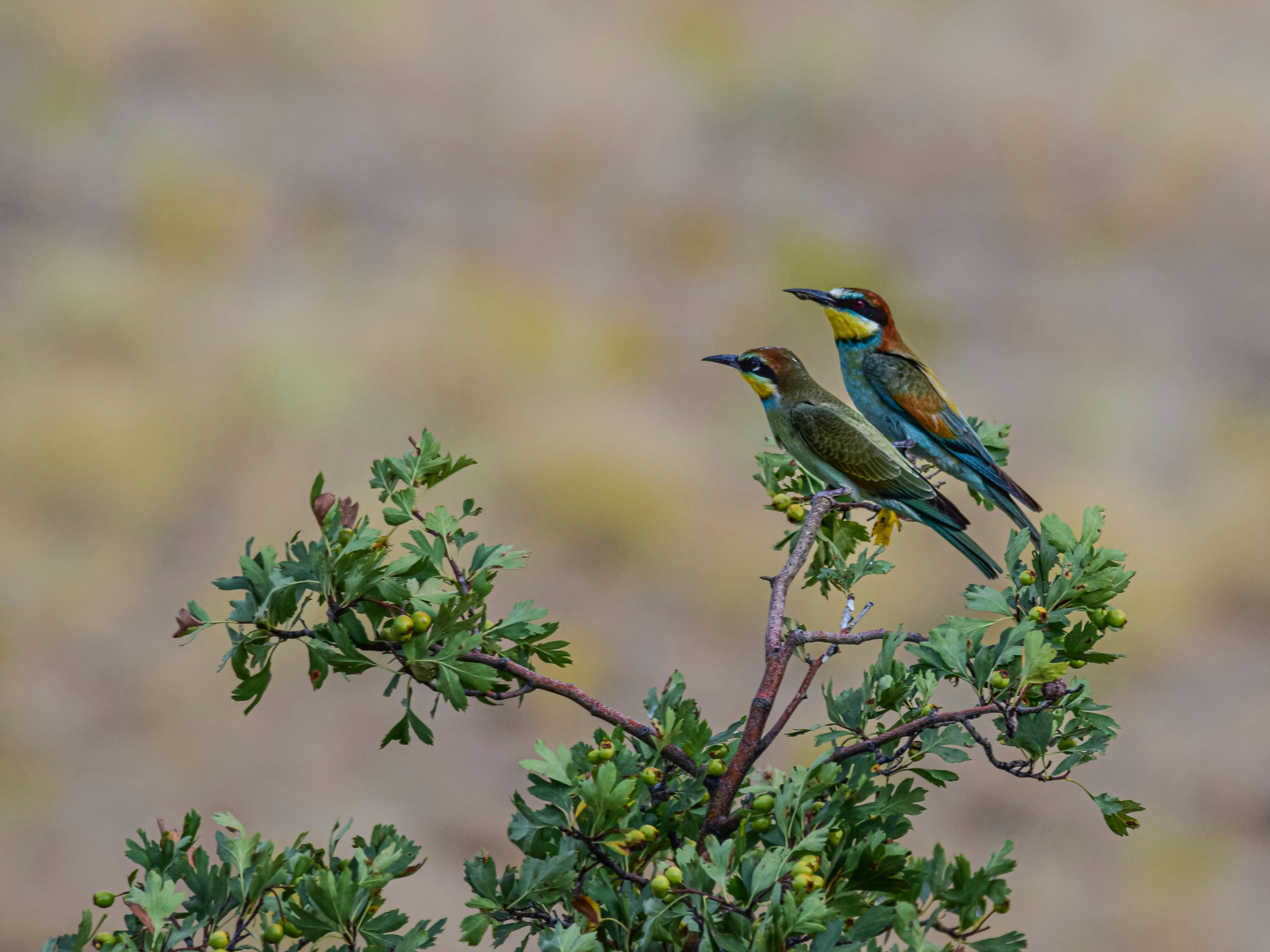 Dodo Bird Photos, Download The BEST Free Dodo Bird Stock Photos & HD Images