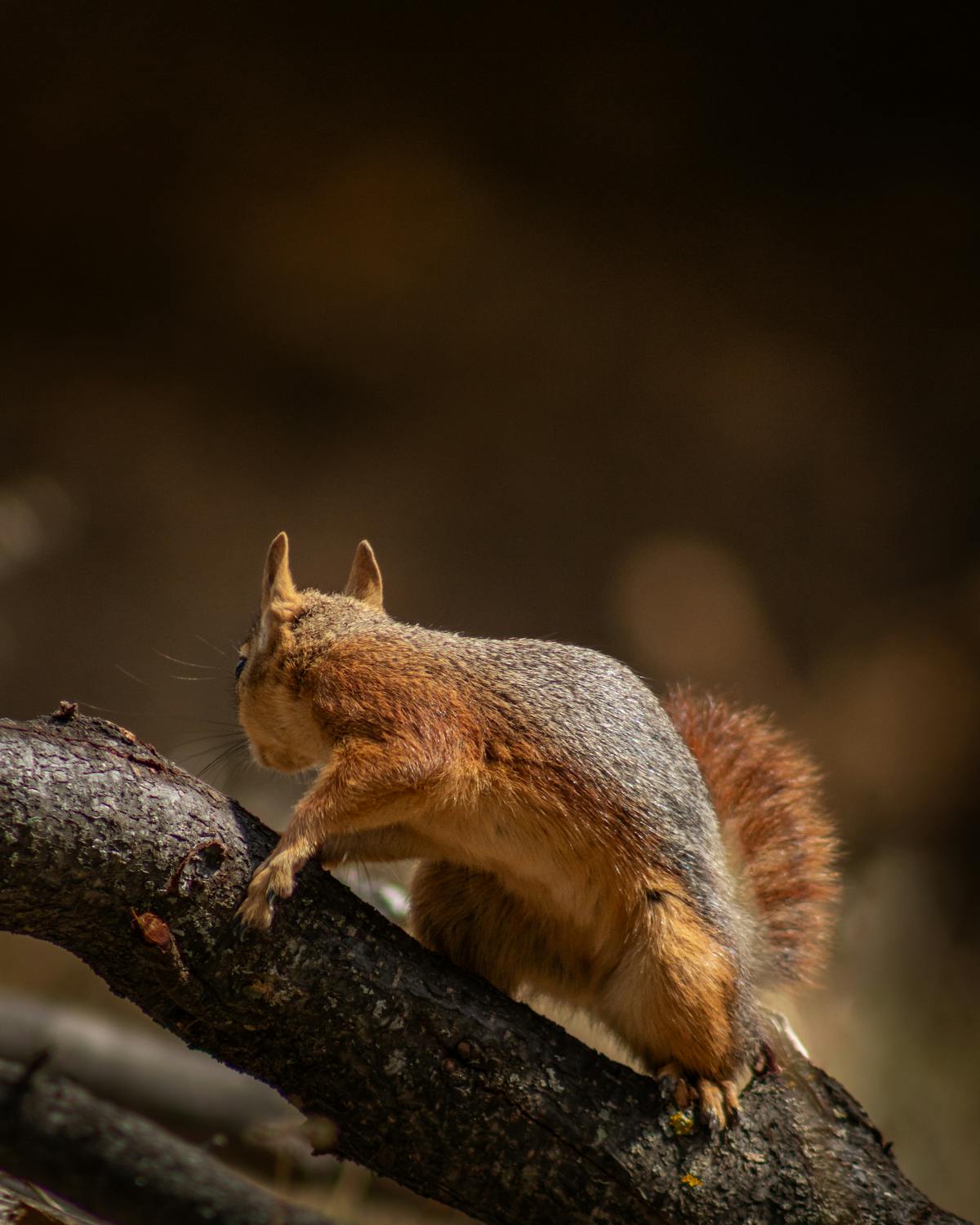 Squirrel Close Up Photos, Download The BEST Free Squirrel Close Up ...