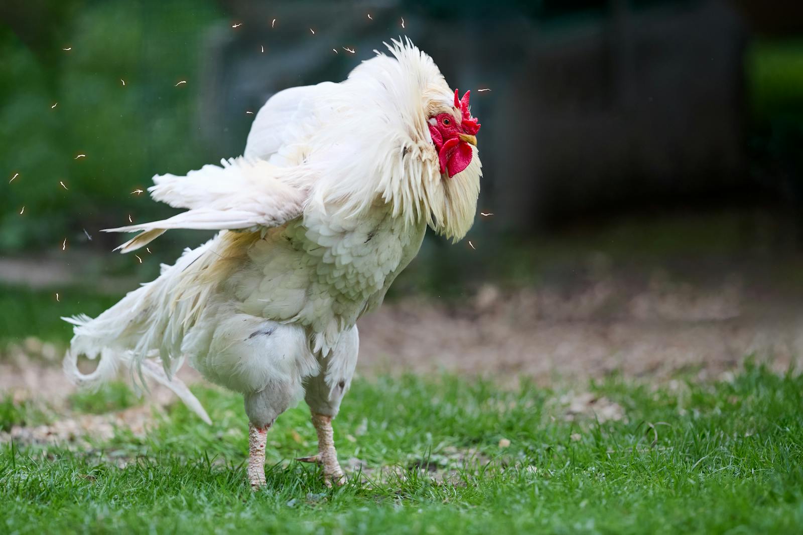 Free Range Photos, Download The BEST Free Free Range Stock Photos & HD ...