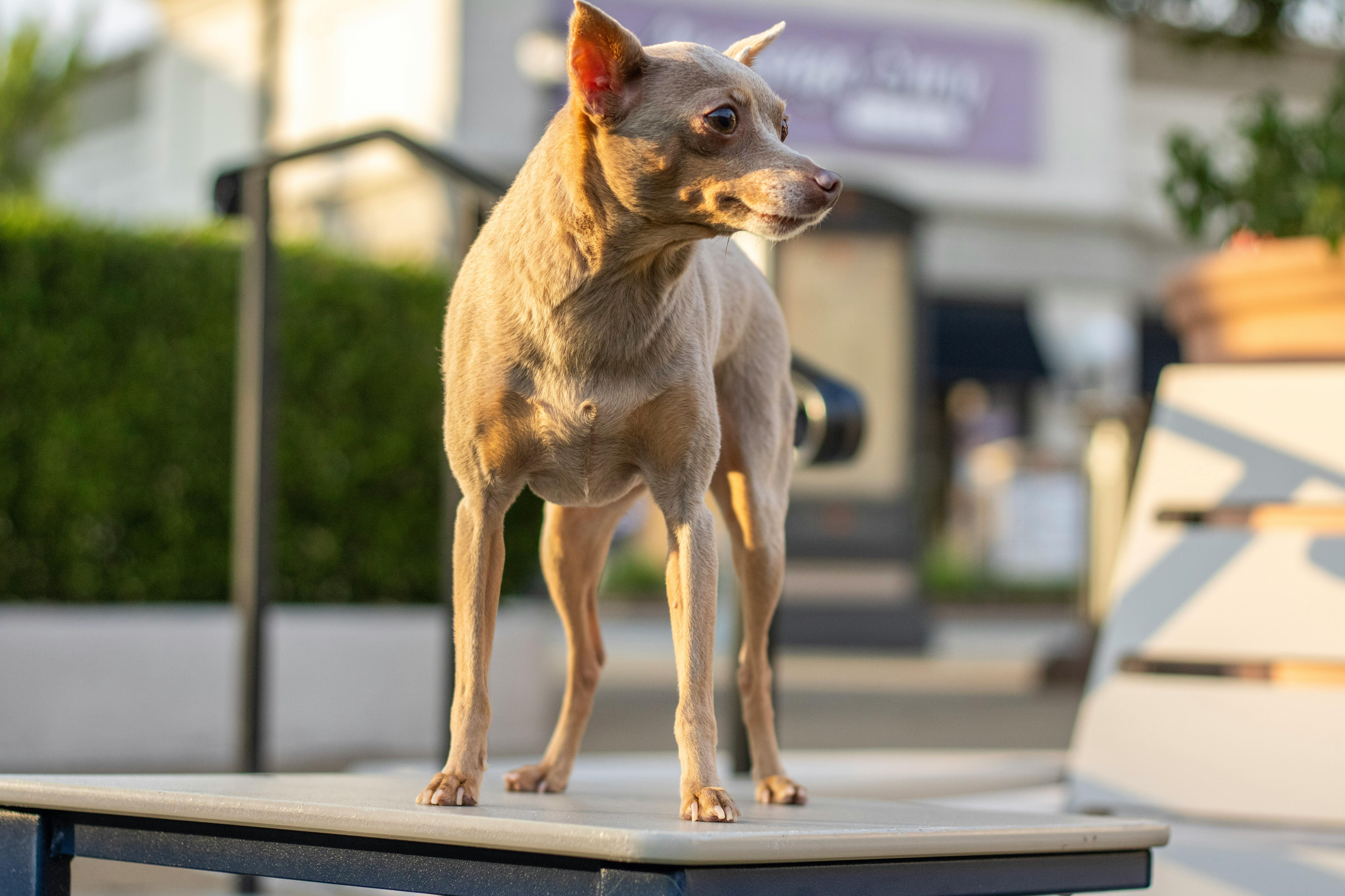 Dog Chibi Photos, Download The BEST Free Dog Chibi Stock Photos & HD Images